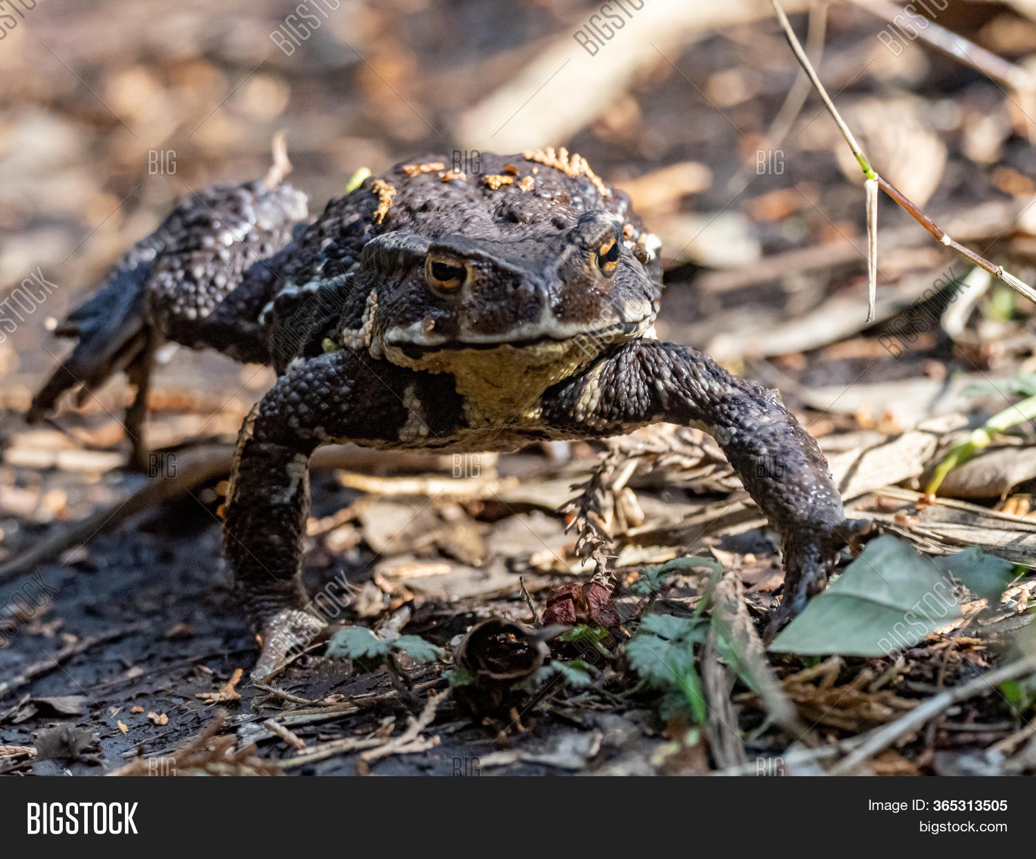 Japanese Common Toad, Image & Photo (Free Trial) | Bigstock