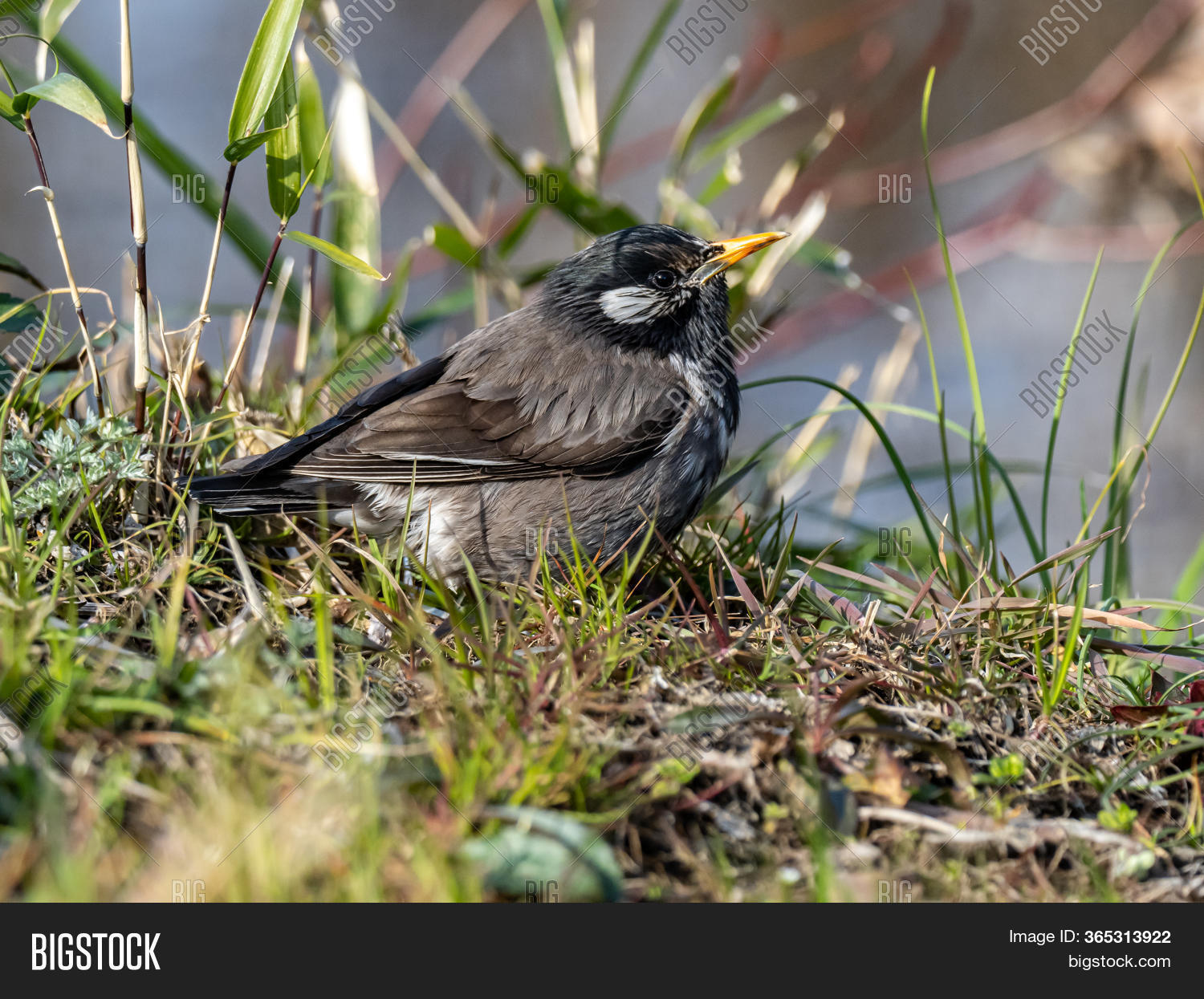 White-cheeked Starling Image & Photo (Free Trial) | Bigstock