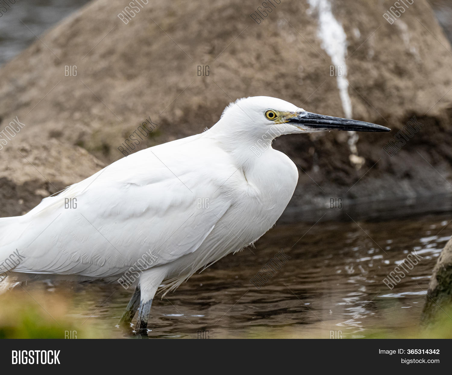 White Little Egret, Image & Photo (Free Trial) | Bigstock