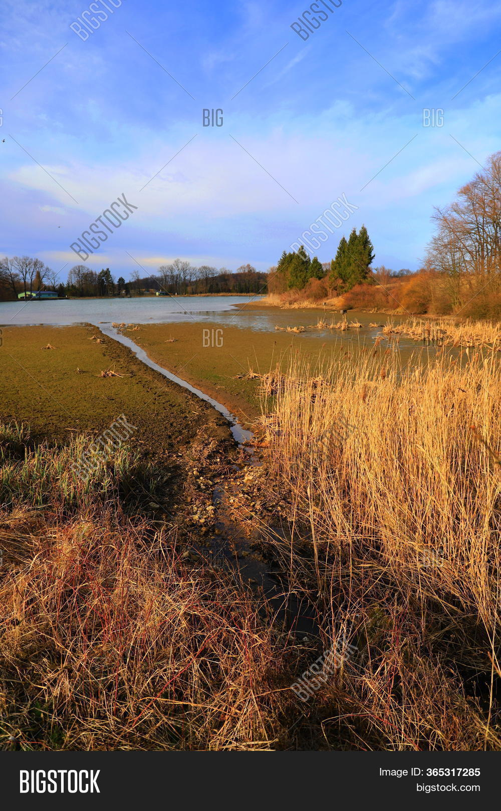 Pine Pond Morning Image & Photo (Free Trial) | Bigstock