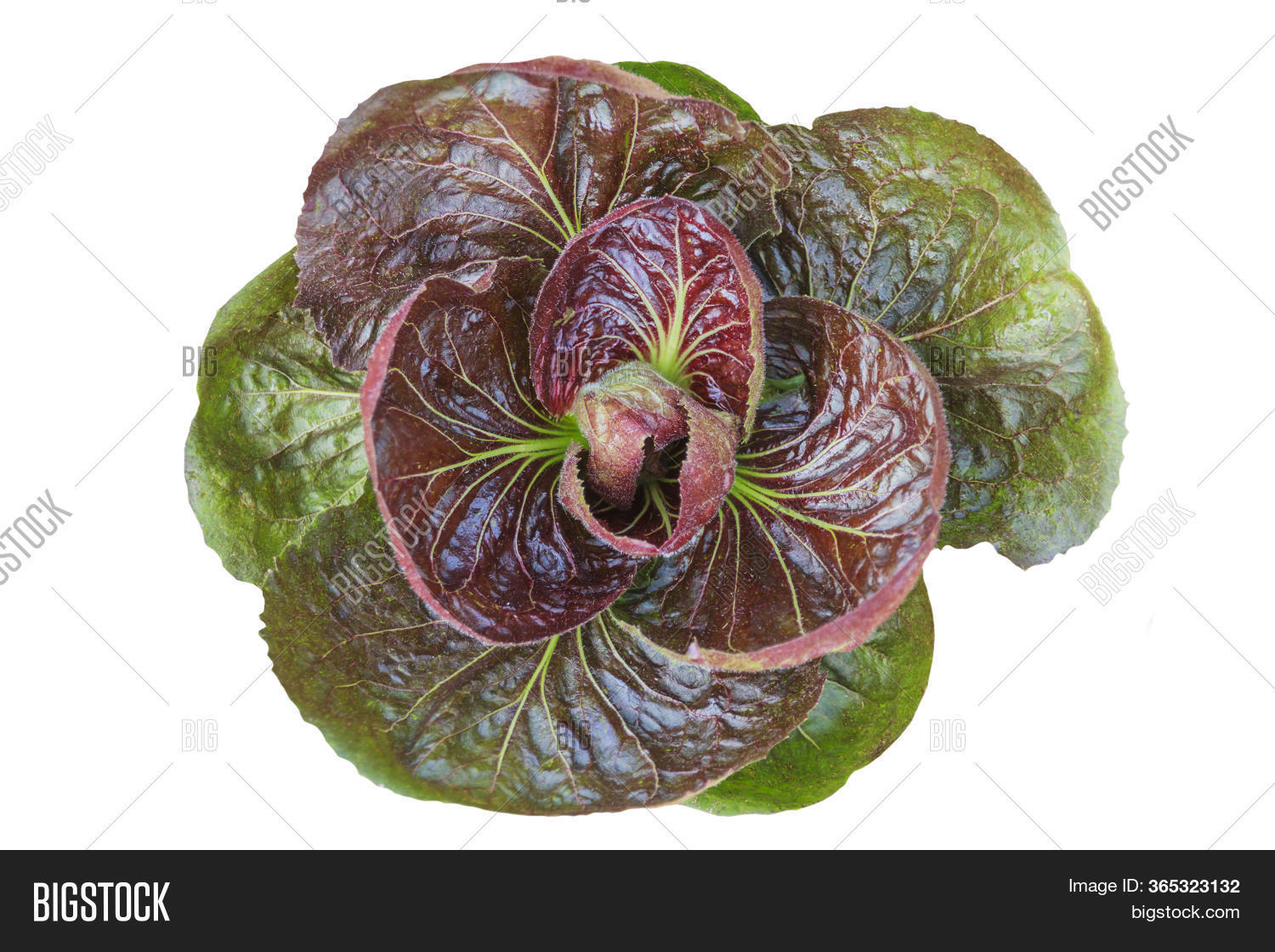 Red Batavia Vegetable Image & Photo (Free Trial) | Bigstock