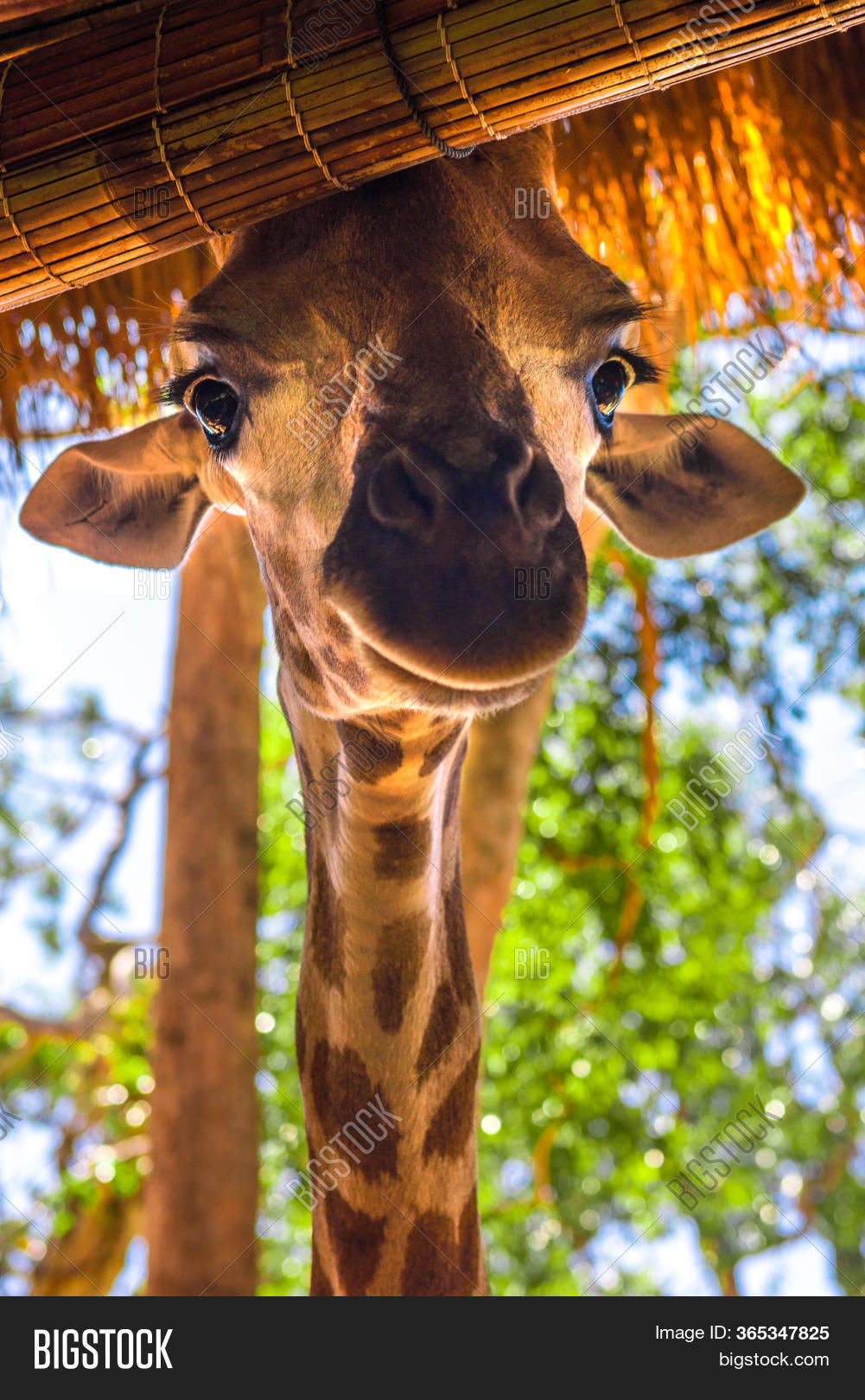 Long-necked Giraffe, Image & Photo (Free Trial) | Bigstock