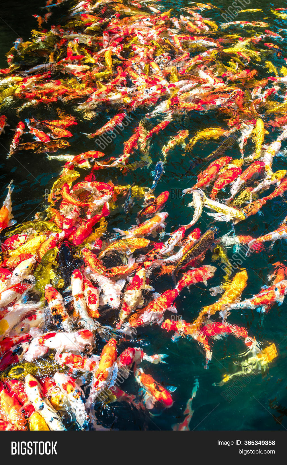 Multi-colored Koi Fish Image & Photo (Free Trial) | Bigstock