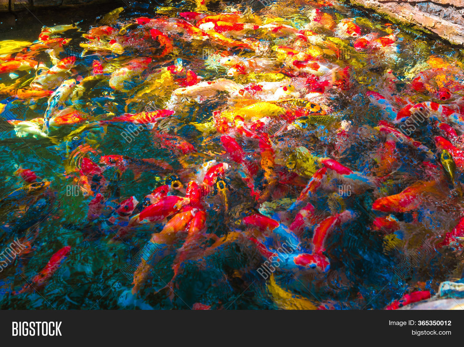 Multi-colored Koi Fish Image & Photo (Free Trial) | Bigstock