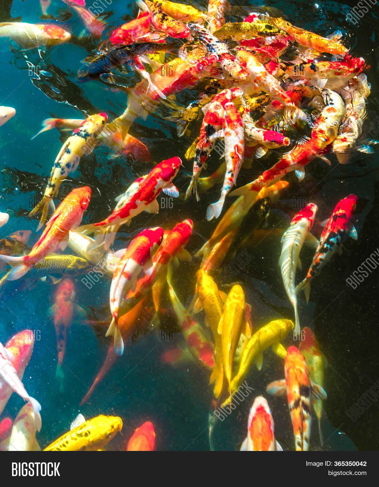 Multi-colored Koi Fish Image & Photo (Free Trial) | Bigstock