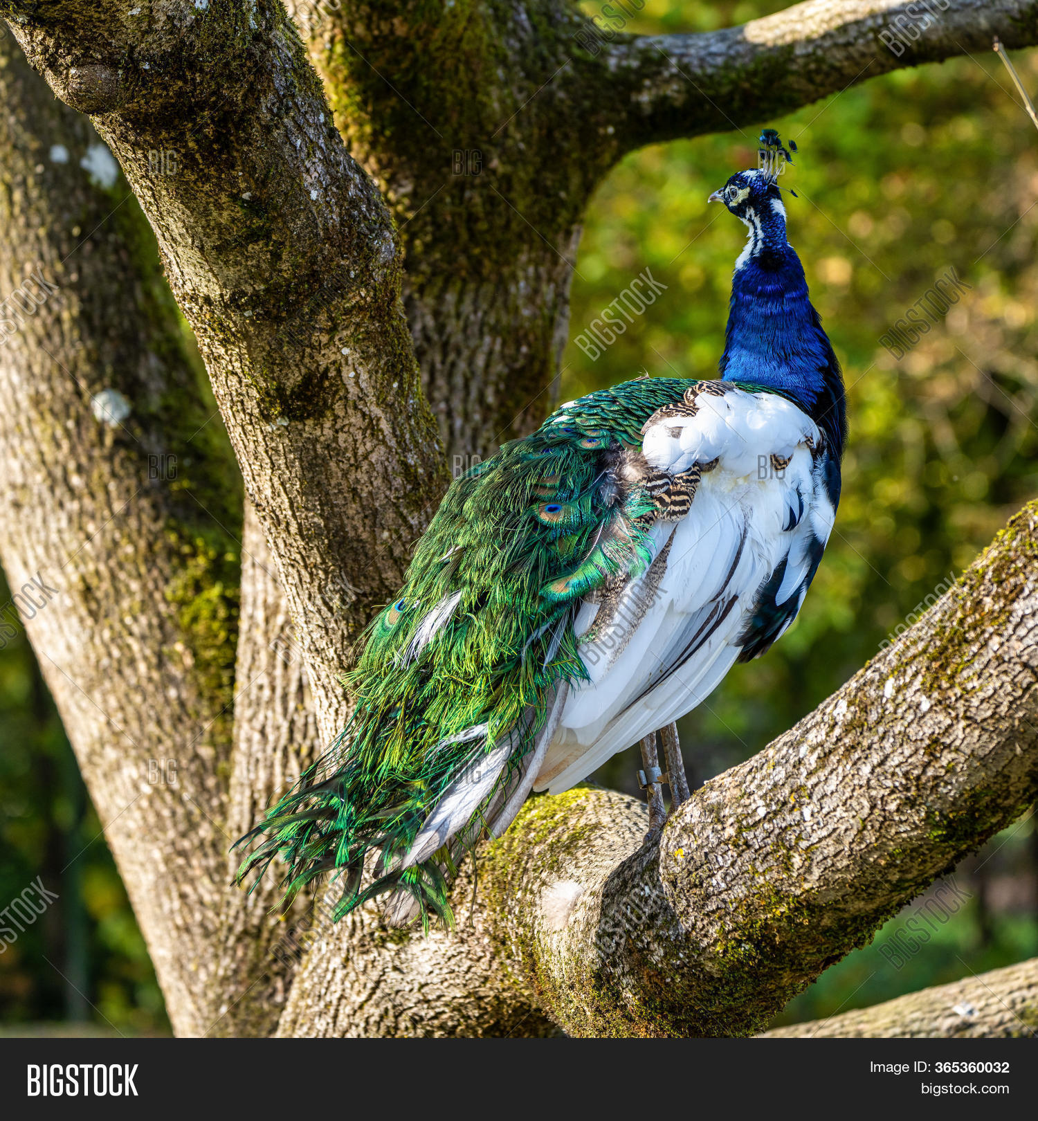 Indian Peafowl Blue Image & Photo (Free Trial) | Bigstock