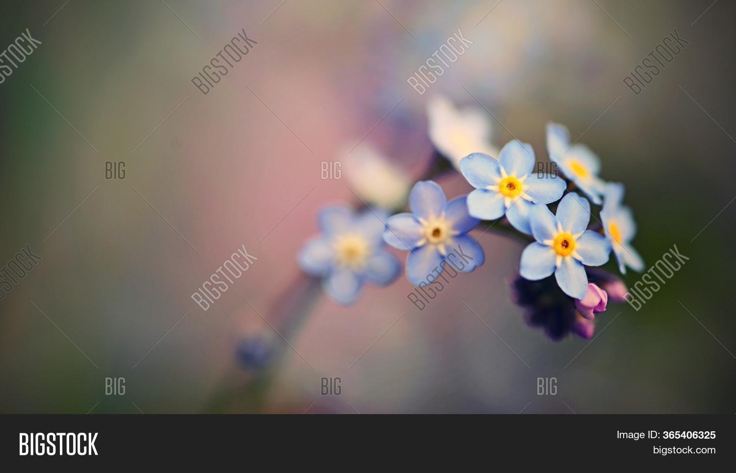 Beautiful Blue Small Image & Photo (Free Trial) | Bigstock