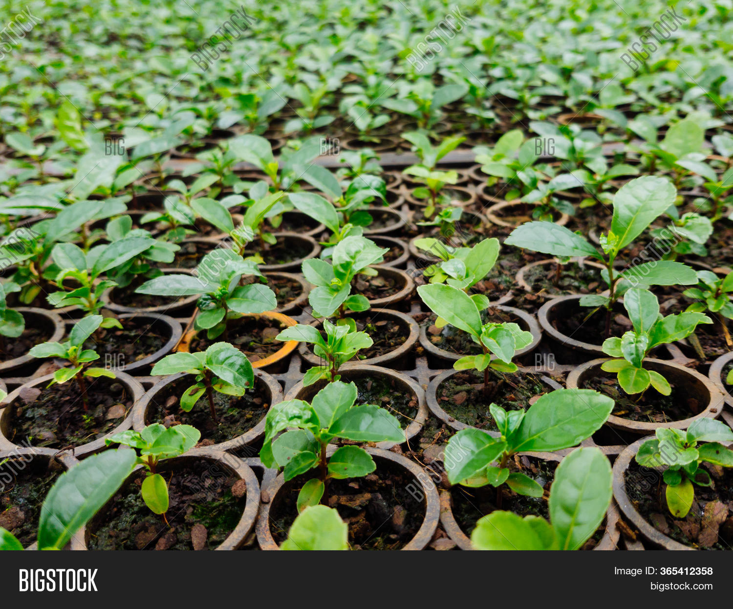 Close Yerba Mate Image & Photo (Free Trial) | Bigstock