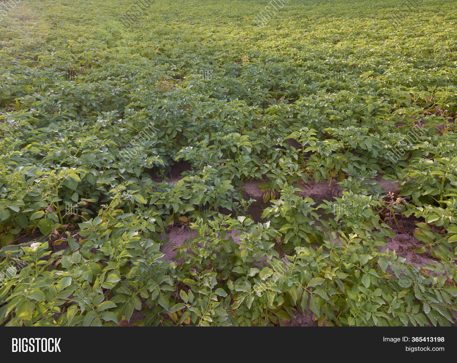 Potato Plants Field Image & Photo (Free Trial) | Bigstock