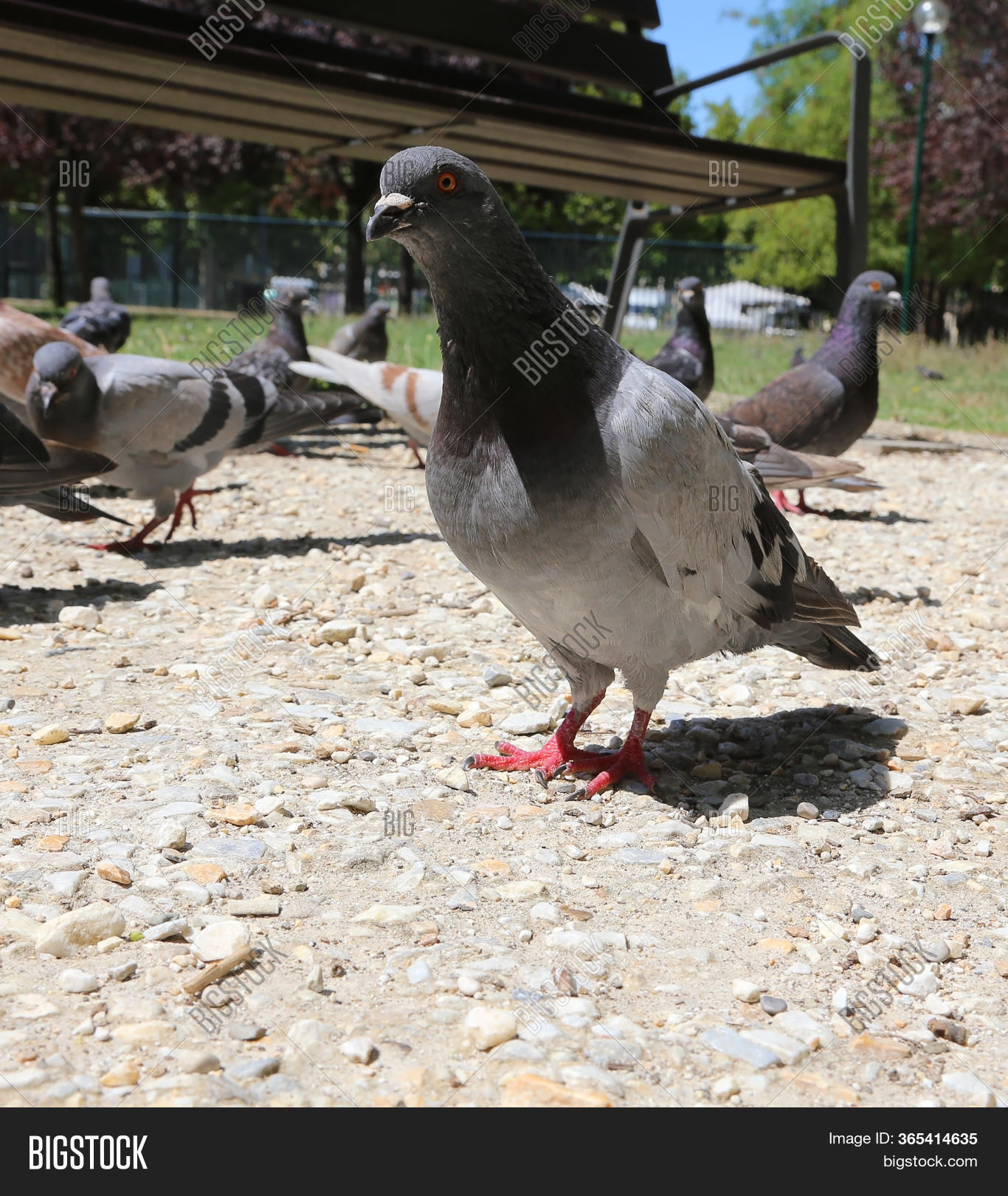 Big Urban Pigeon Many Image & Photo (Free Trial) | Bigstock