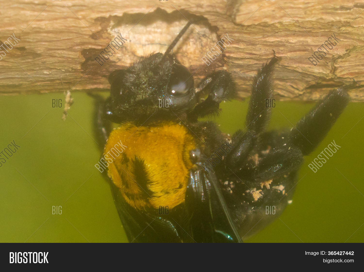 Carpenter Bee Boring Image & Photo (Free Trial) | Bigstock