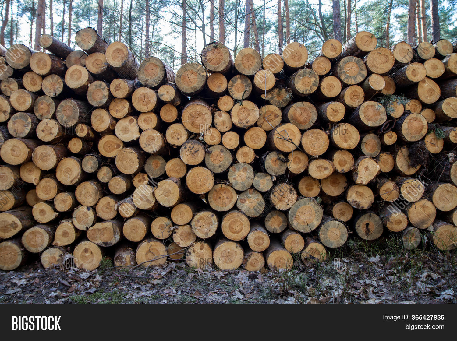 Cut Down Tree Trunks Image & Photo (Free Trial) | Bigstock