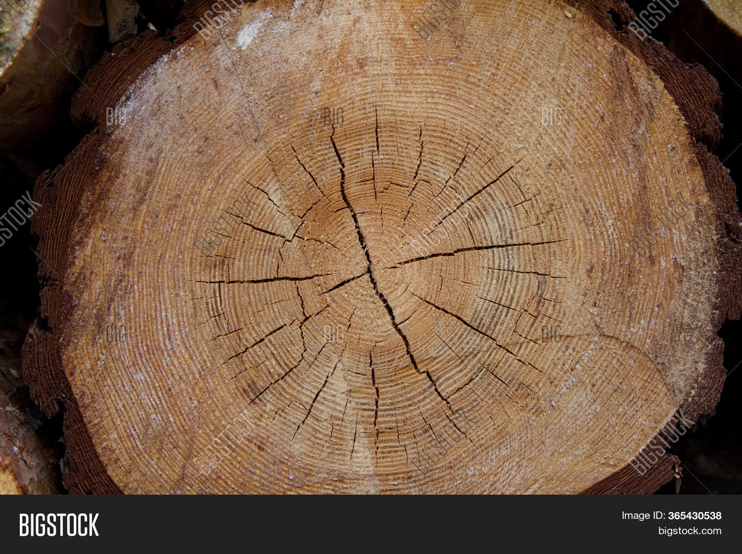Tree Trunk Cross Image & Photo (Free Trial) | Bigstock