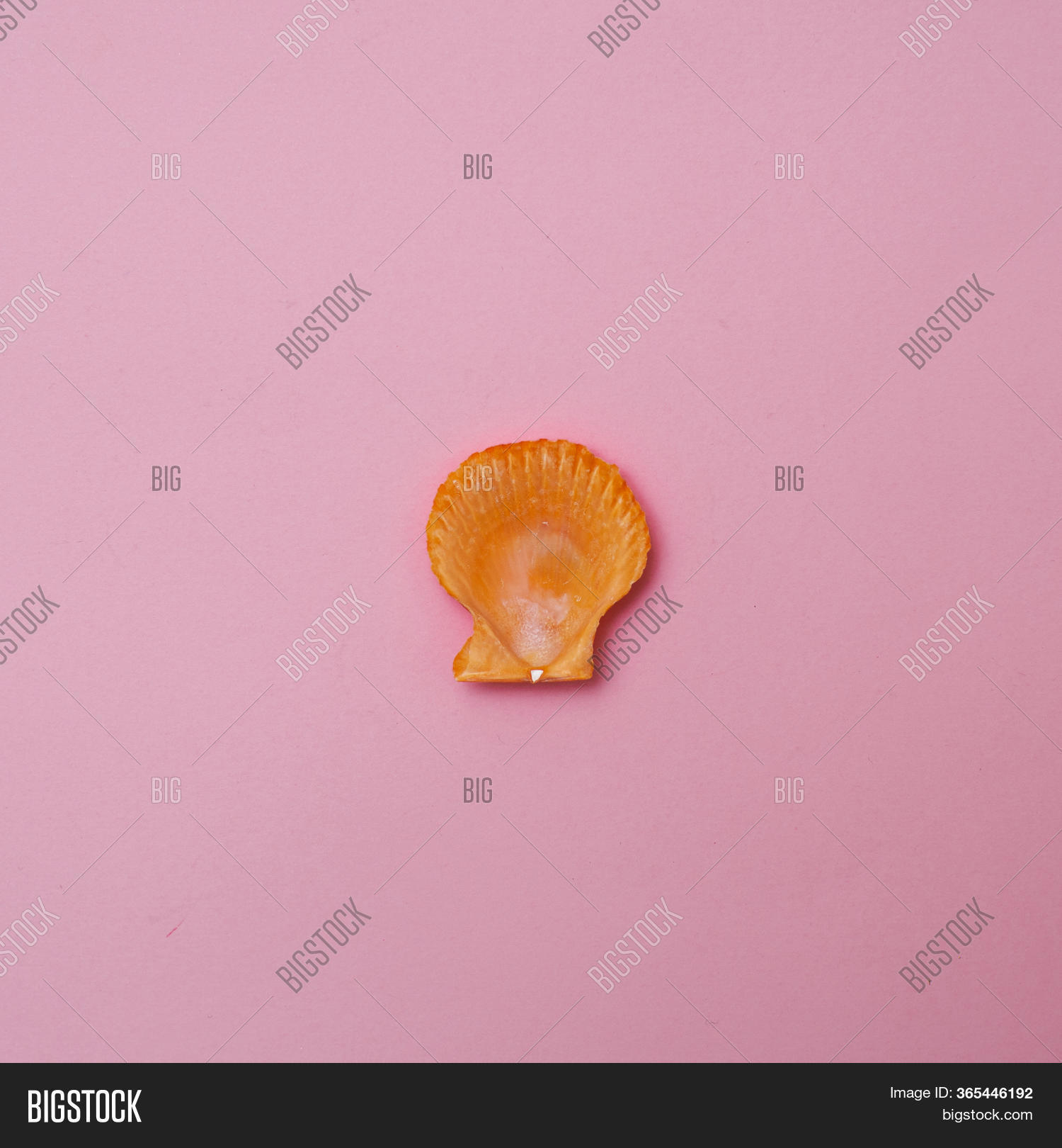 Different Seashells On Image & Photo (Free Trial) | Bigstock