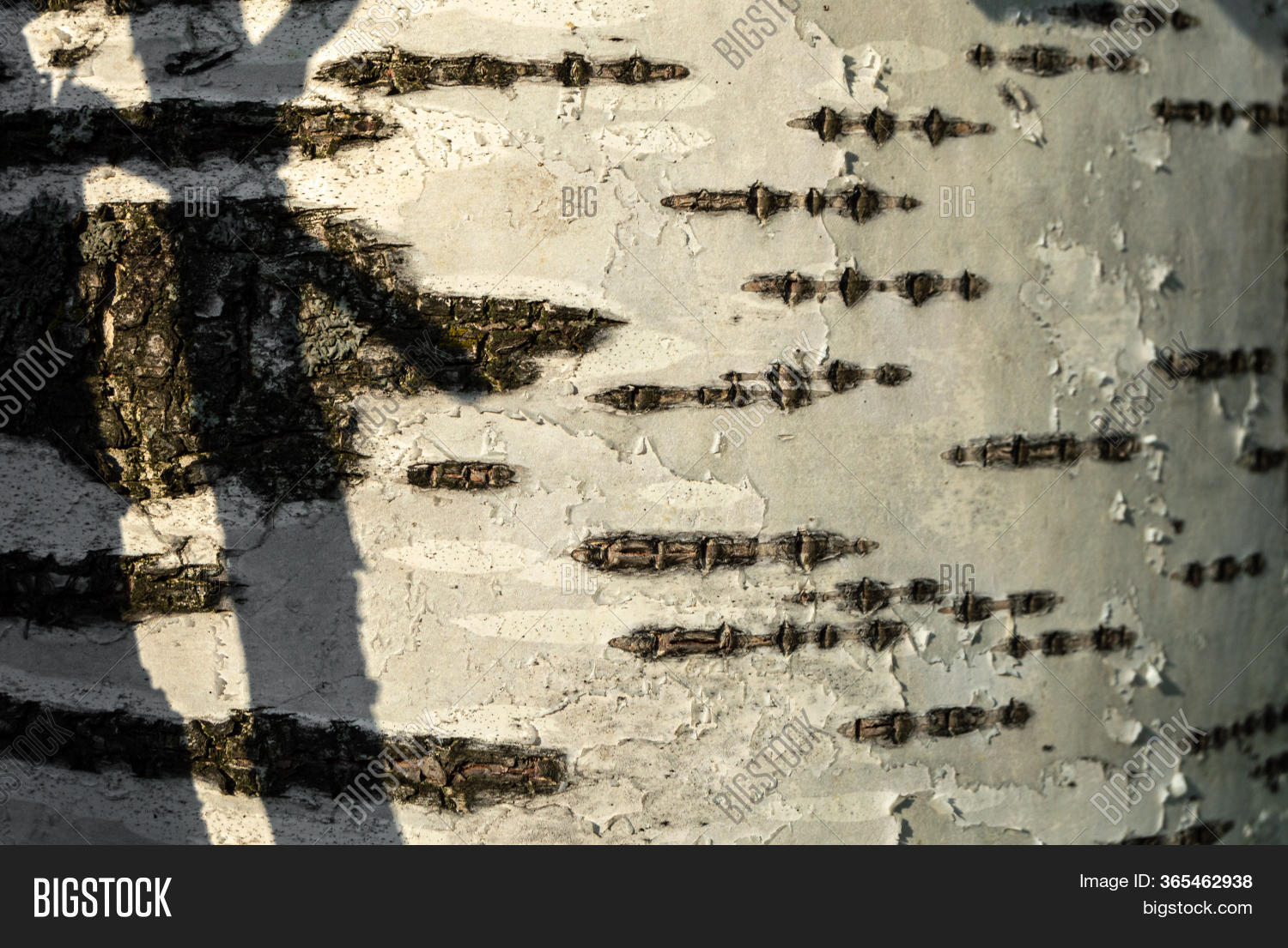 Texture Birch Trunk Image & Photo (Free Trial) | Bigstock