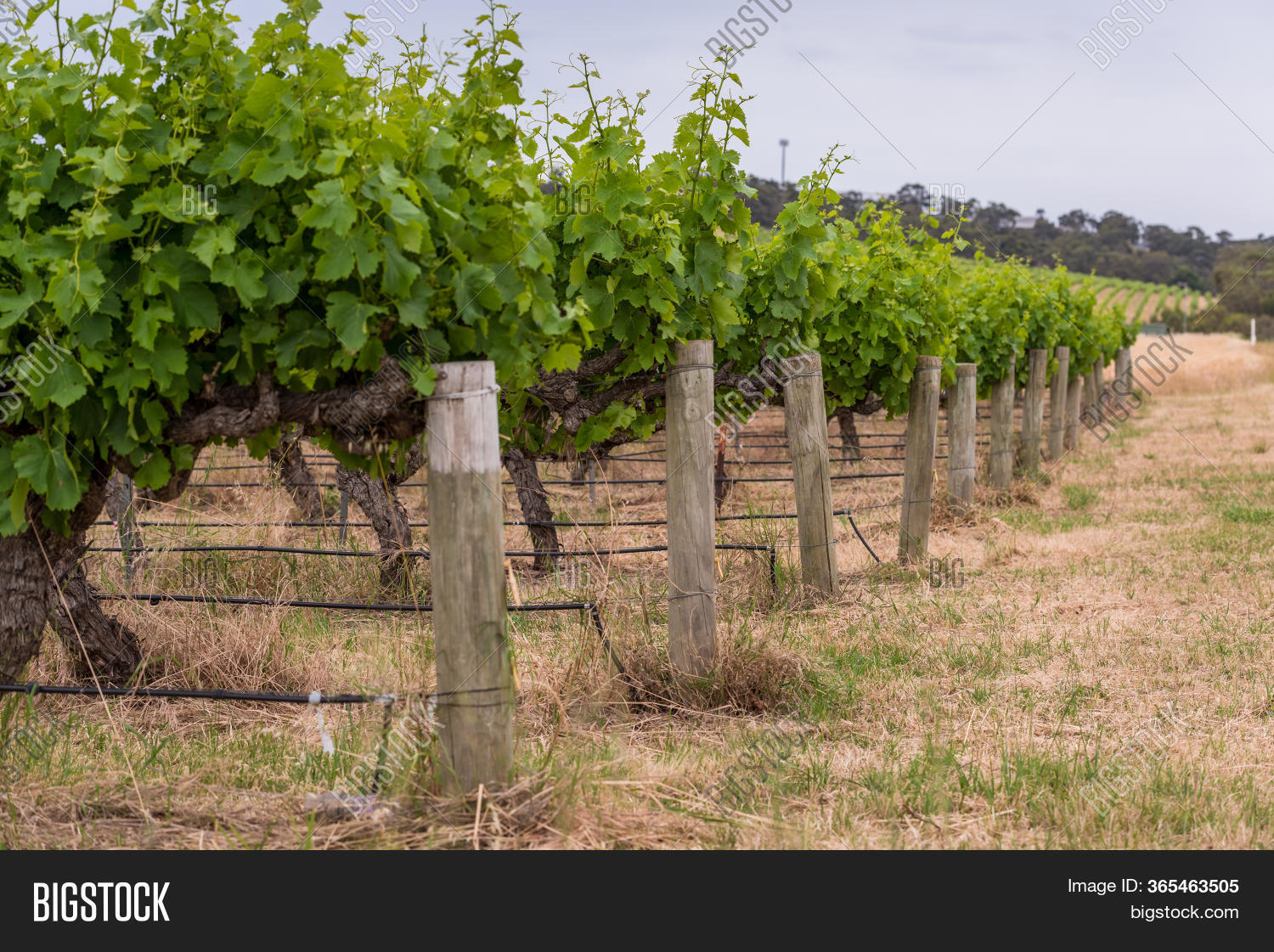 Vineyard Landscape Image & Photo (Free Trial) | Bigstock