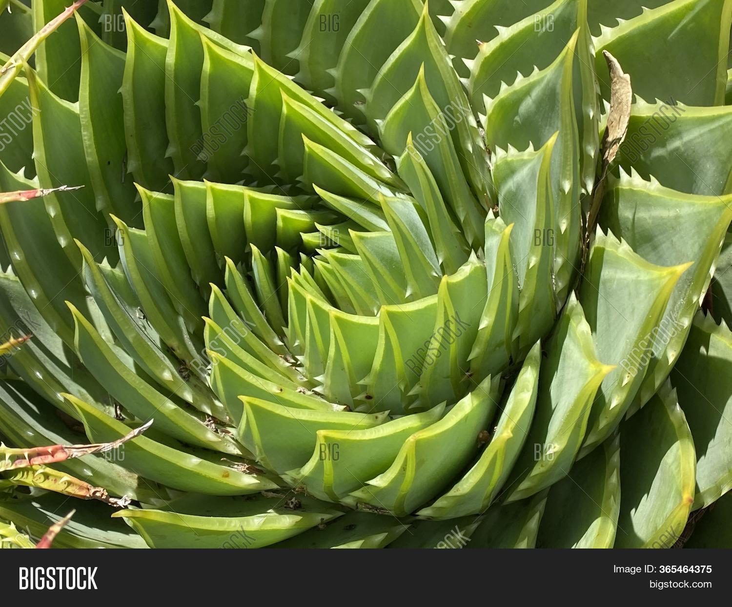 Aloe Polyphylla Spiral Image & Photo (Free Trial) | Bigstock