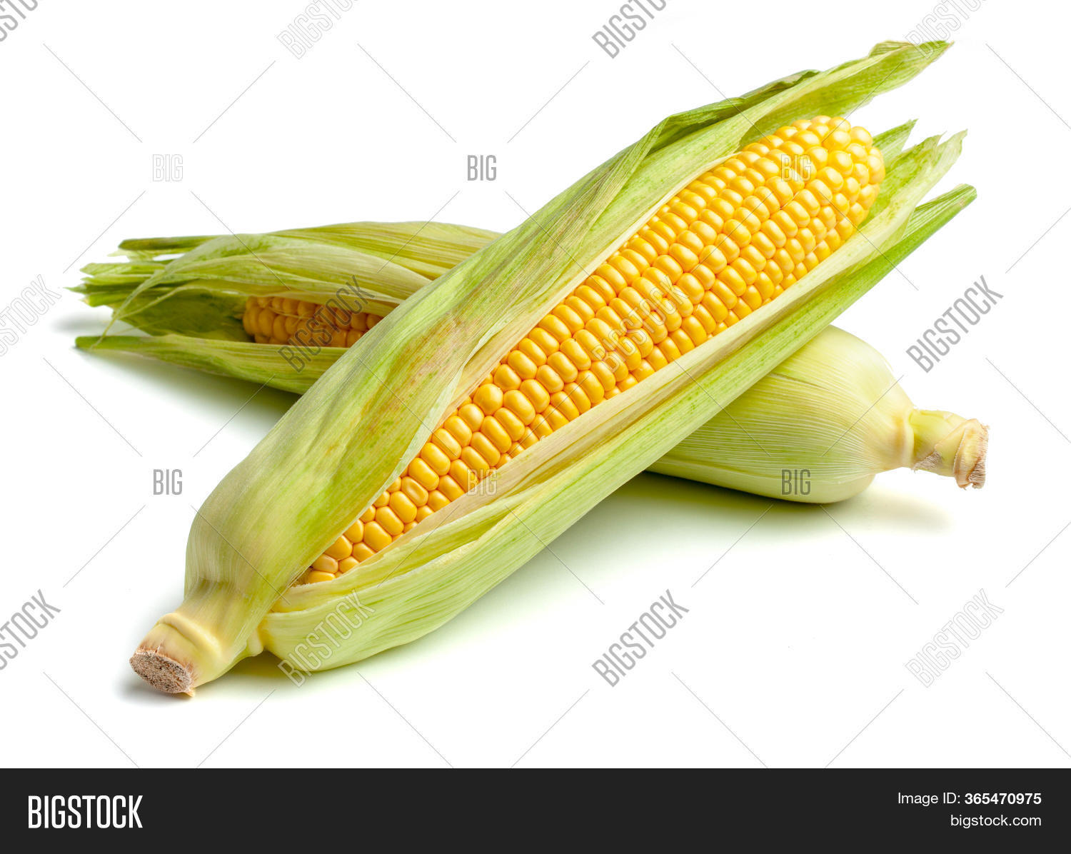 Corn Leaves Isolated Image & Photo (Free Trial) | Bigstock