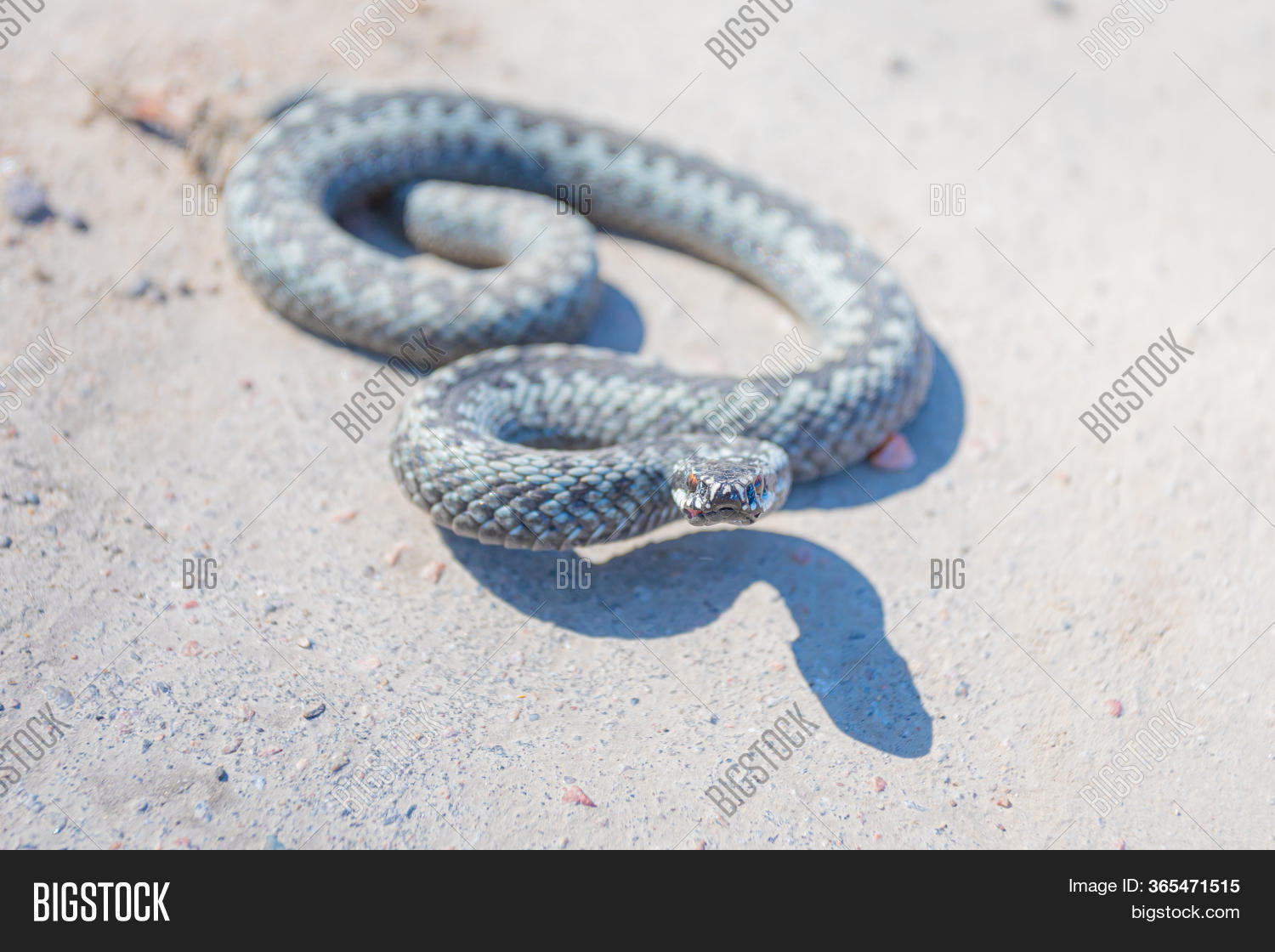 Grey Viper Adder Image & Photo (Free Trial) | Bigstock