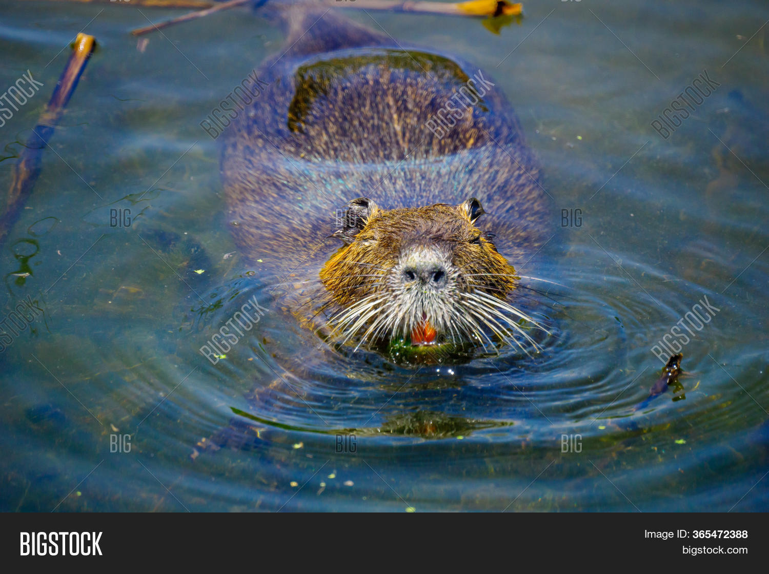View Coypu (nutria), Image & Photo (Free Trial) | Bigstock