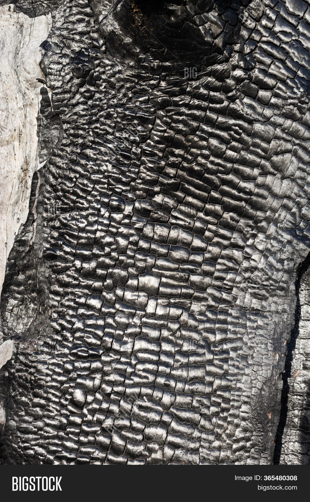 Natural Burnt Wooden Image & Photo (Free Trial) | Bigstock