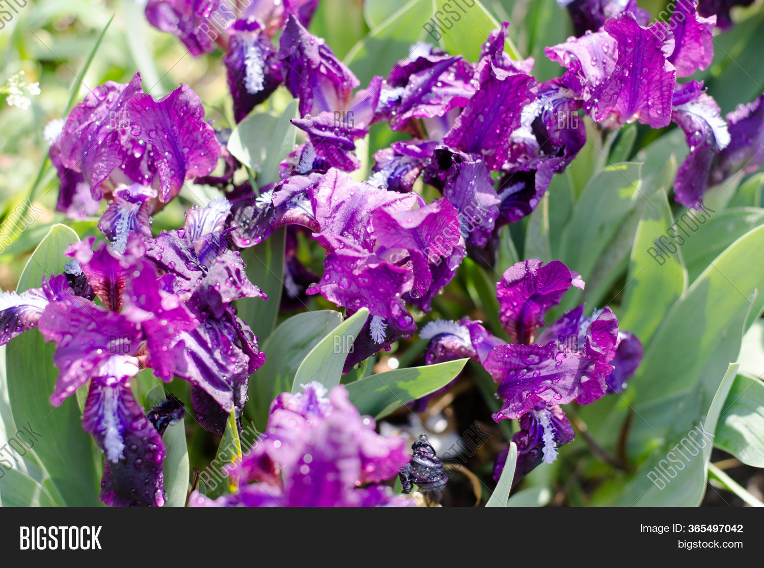 Iris Bush. Bouquet Image & Photo (Free Trial) | Bigstock