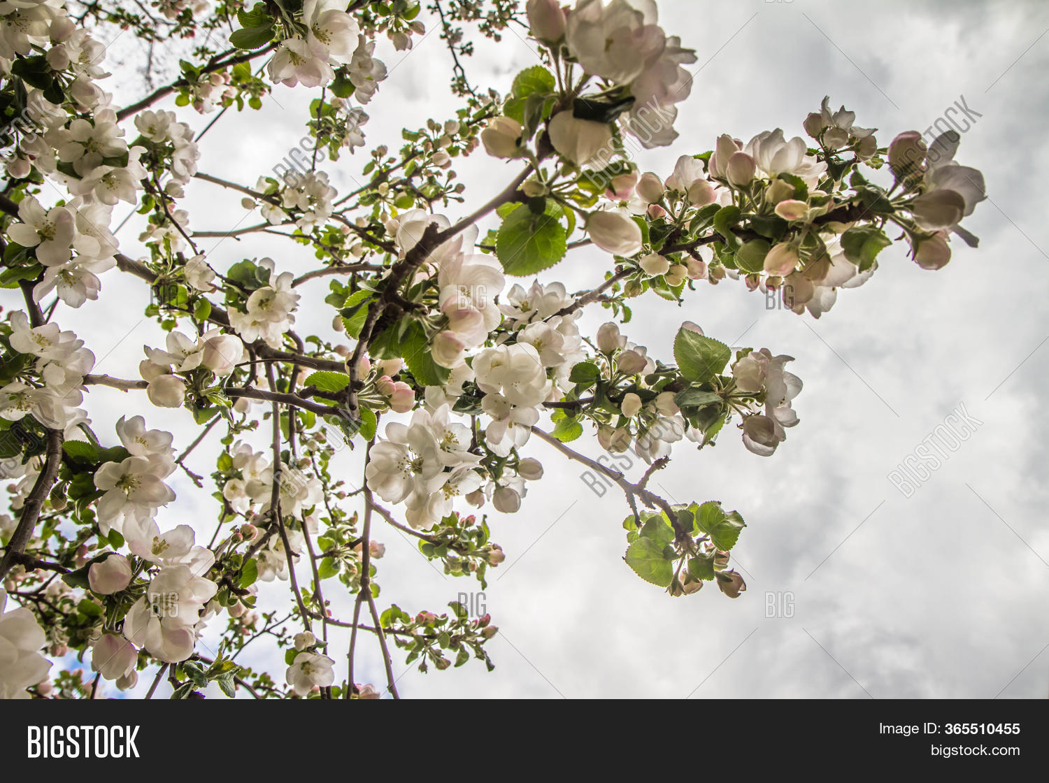 Apple Tree Blooming Image & Photo (Free Trial) | Bigstock