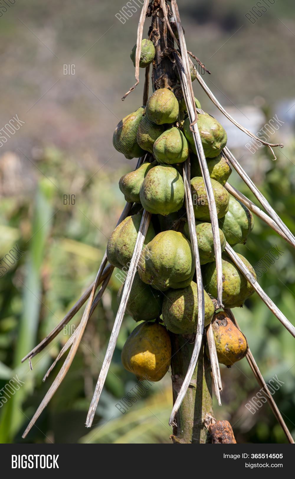 Ripe Green Papaya Image & Photo (Free Trial) | Bigstock