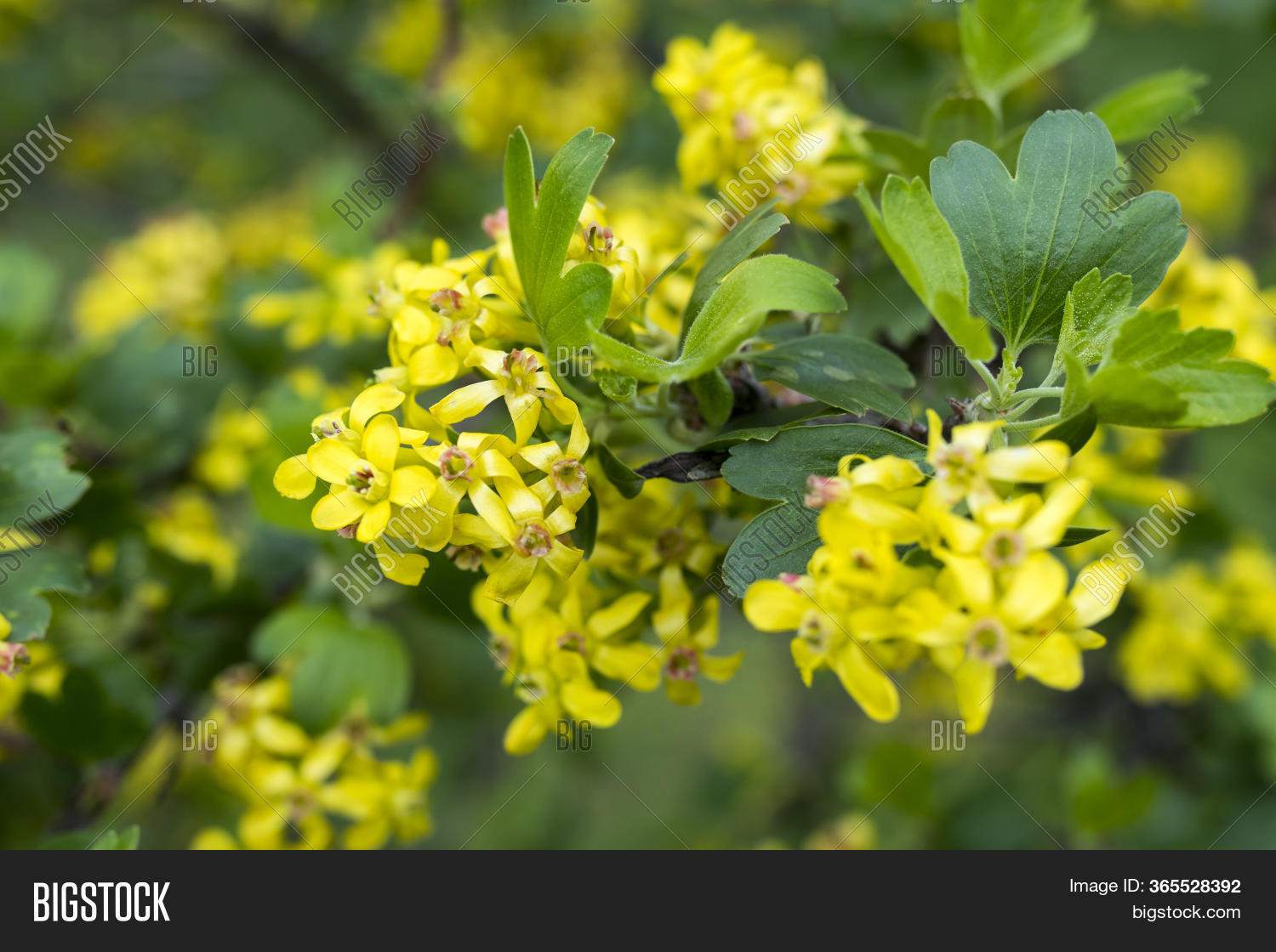 Yellow Gooseberry Image & Photo (Free Trial) | Bigstock