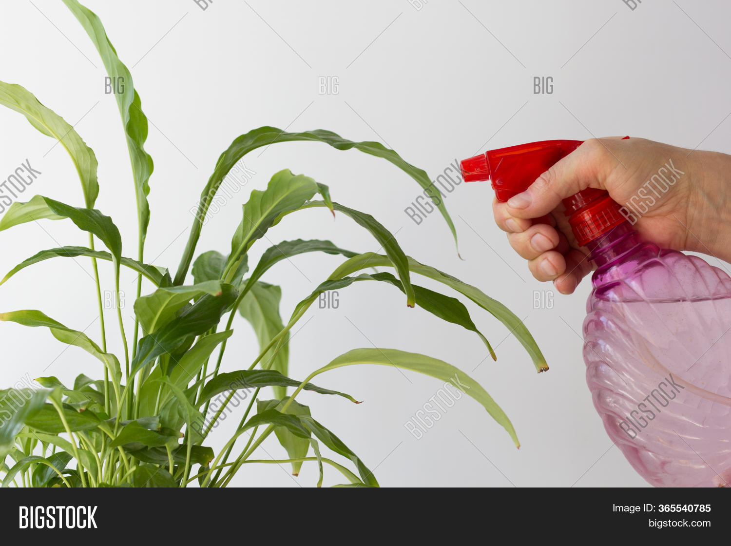 Woman Hand Spraying Image & Photo (Free Trial) | Bigstock