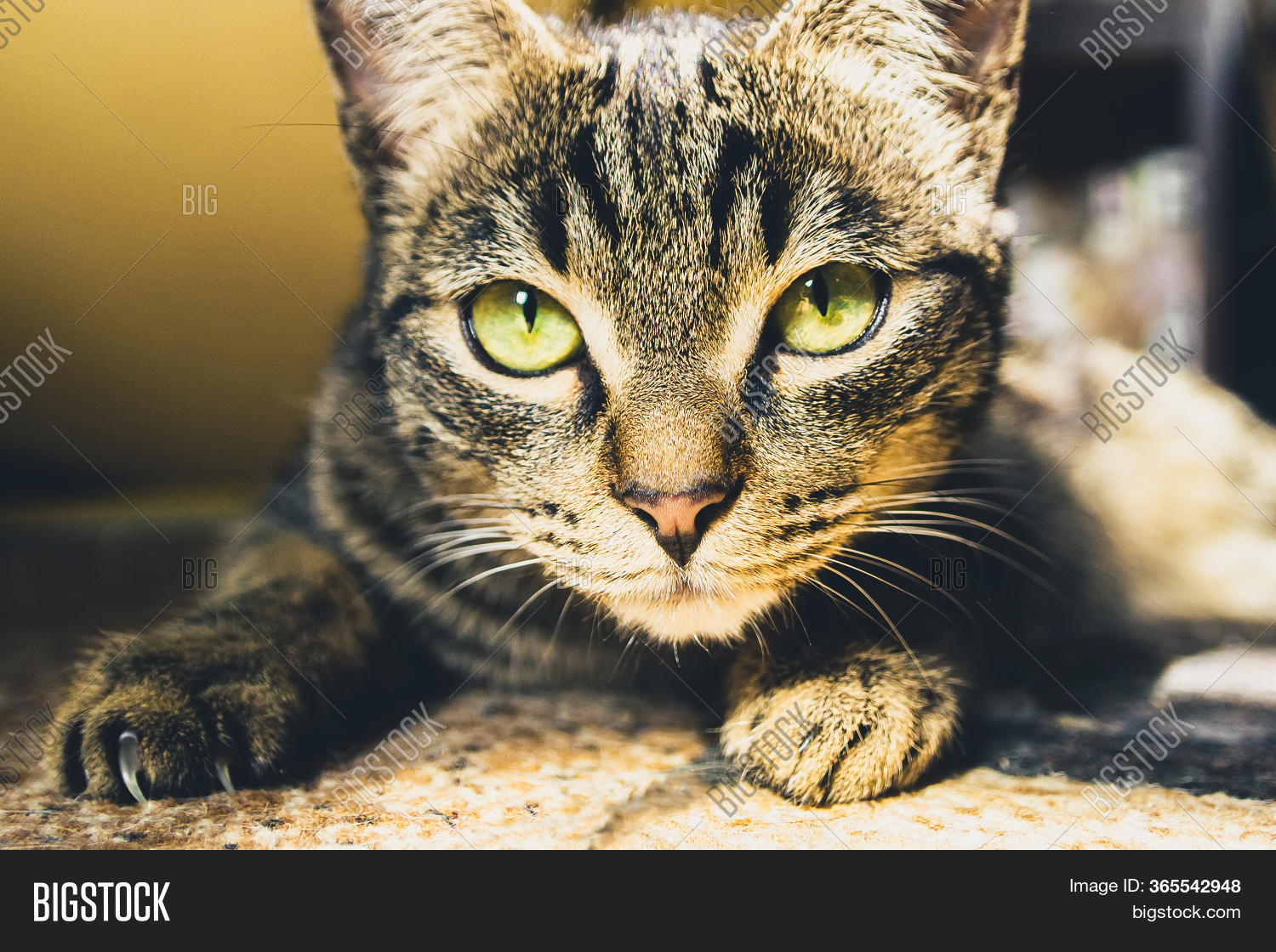 Cute Tabby Cat Green Image & Photo (Free Trial) | Bigstock