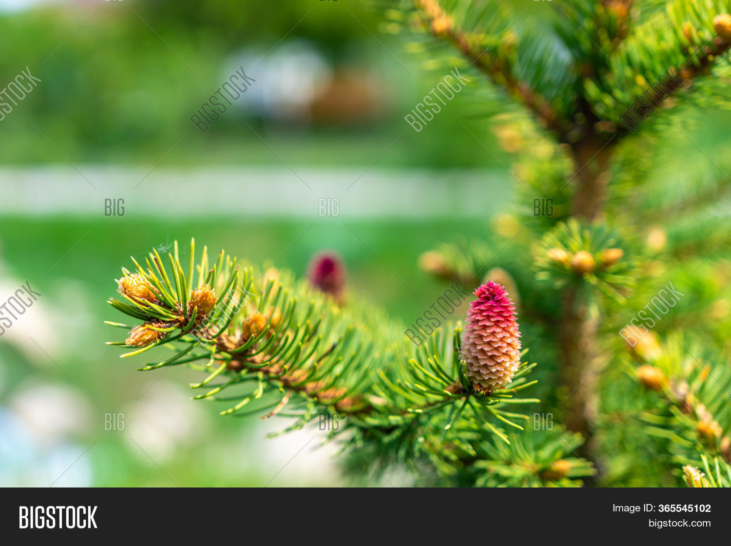Young Spring Shoots Image & Photo (Free Trial) | Bigstock