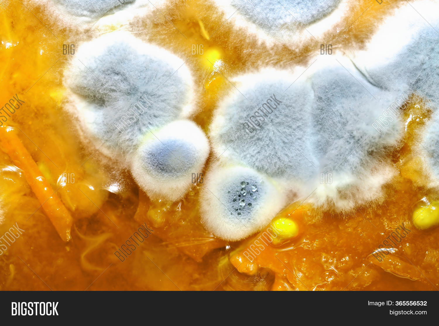 Close- Moldy Fungus On Image & Photo (Free Trial) | Bigstock