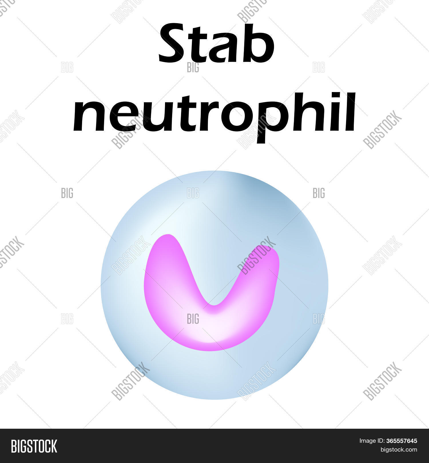 Neutrophils Structure Image & Photo (Free Trial) | Bigstock
