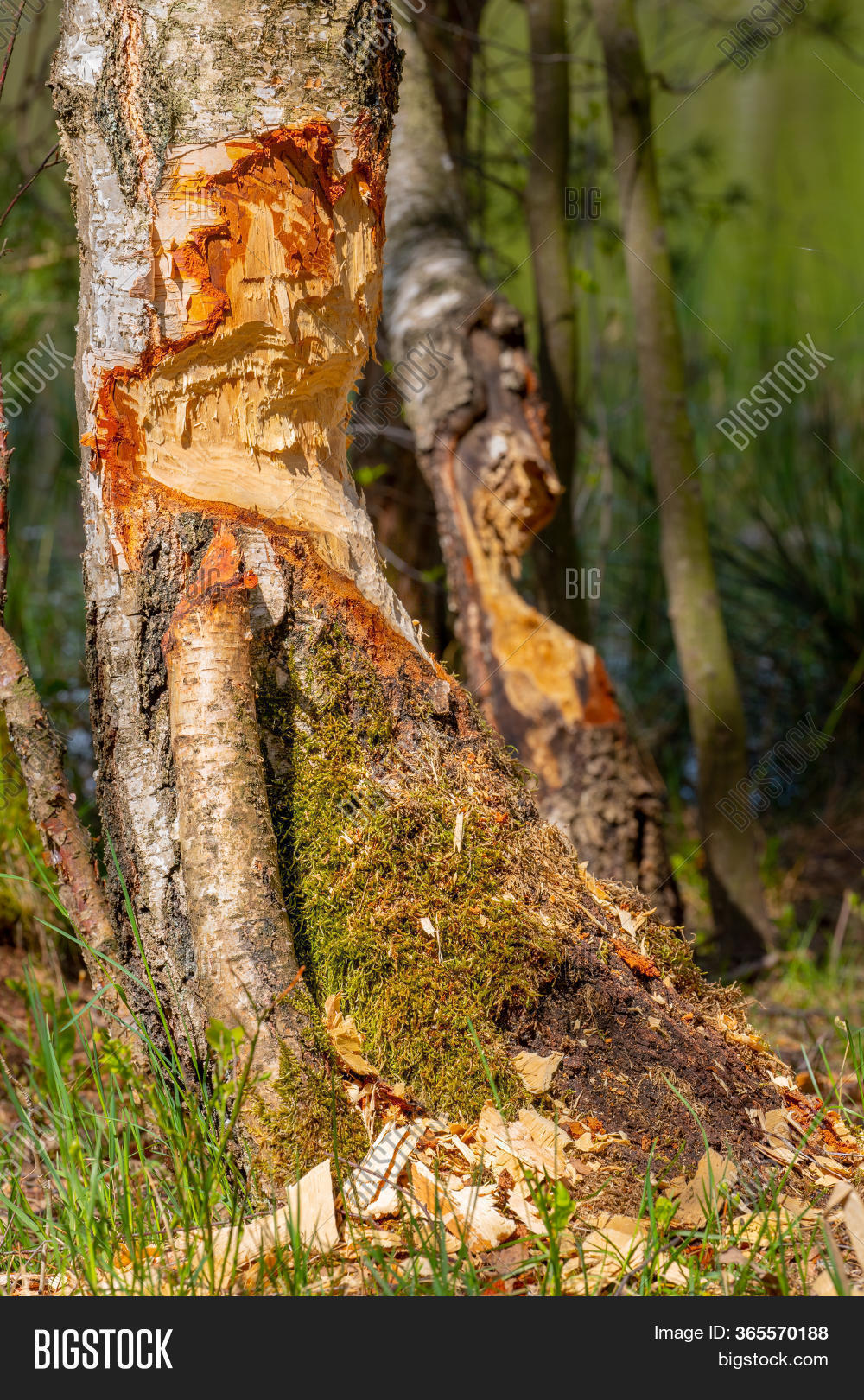 Deciduous Tree Trunks Image & Photo (Free Trial) | Bigstock