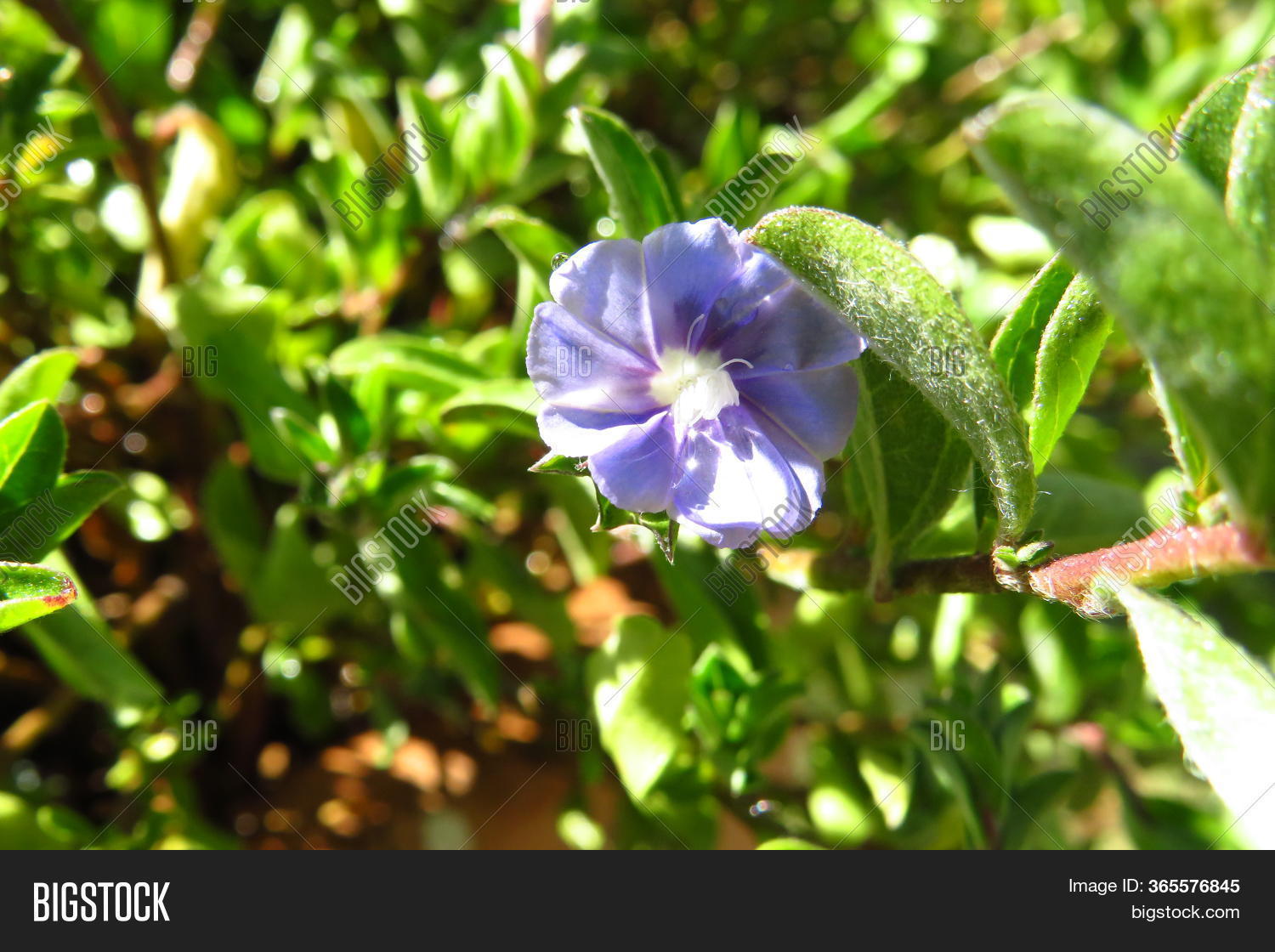 Tiny Blossom Blue Daze Image & Photo (Free Trial) | Bigstock