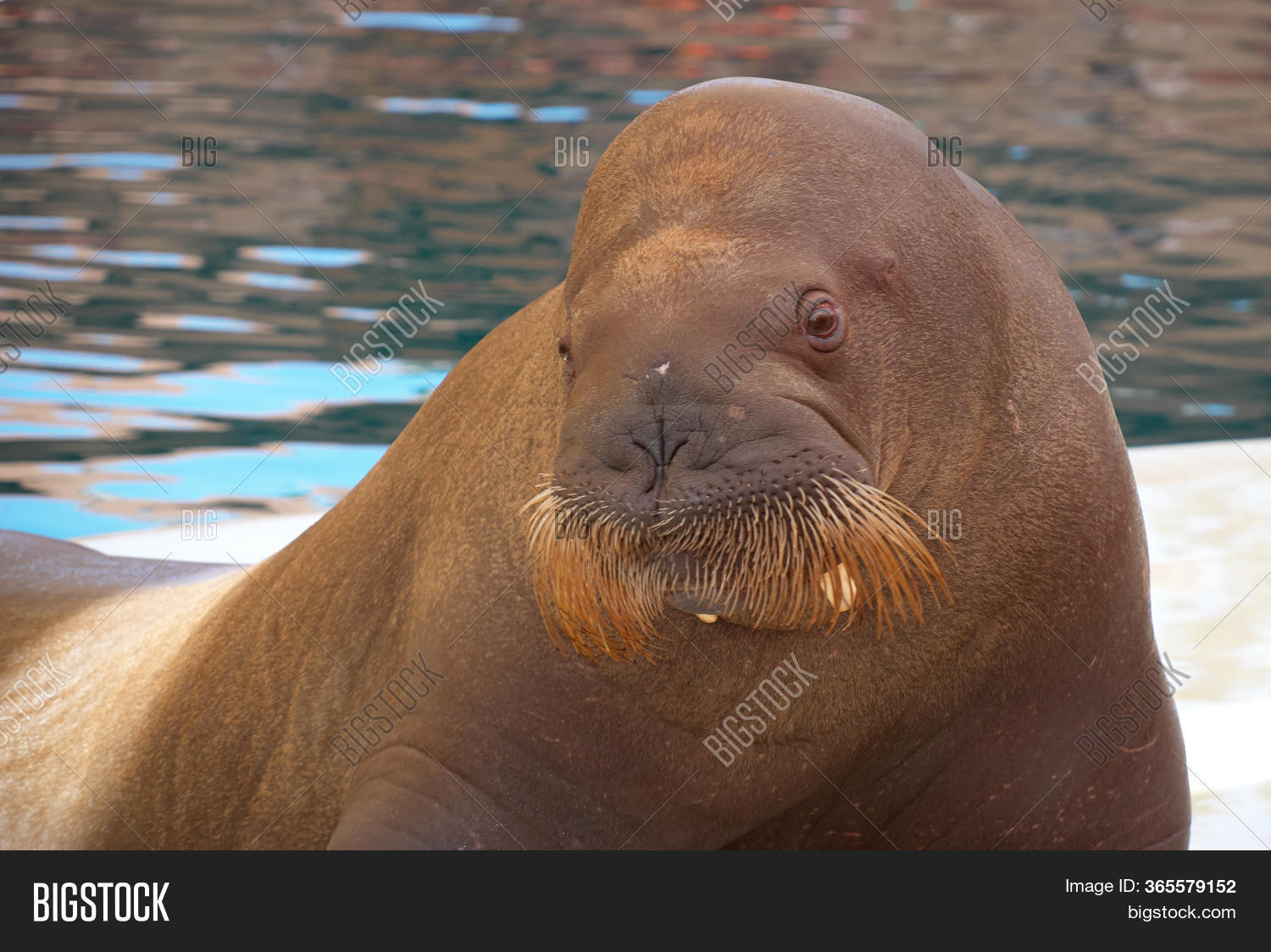 Big Walrus. Cute Big Image & Photo (Free Trial) | Bigstock