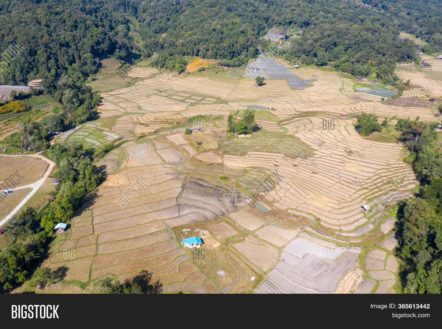 Terraced Rice Field Image & Photo (Free Trial) | Bigstock