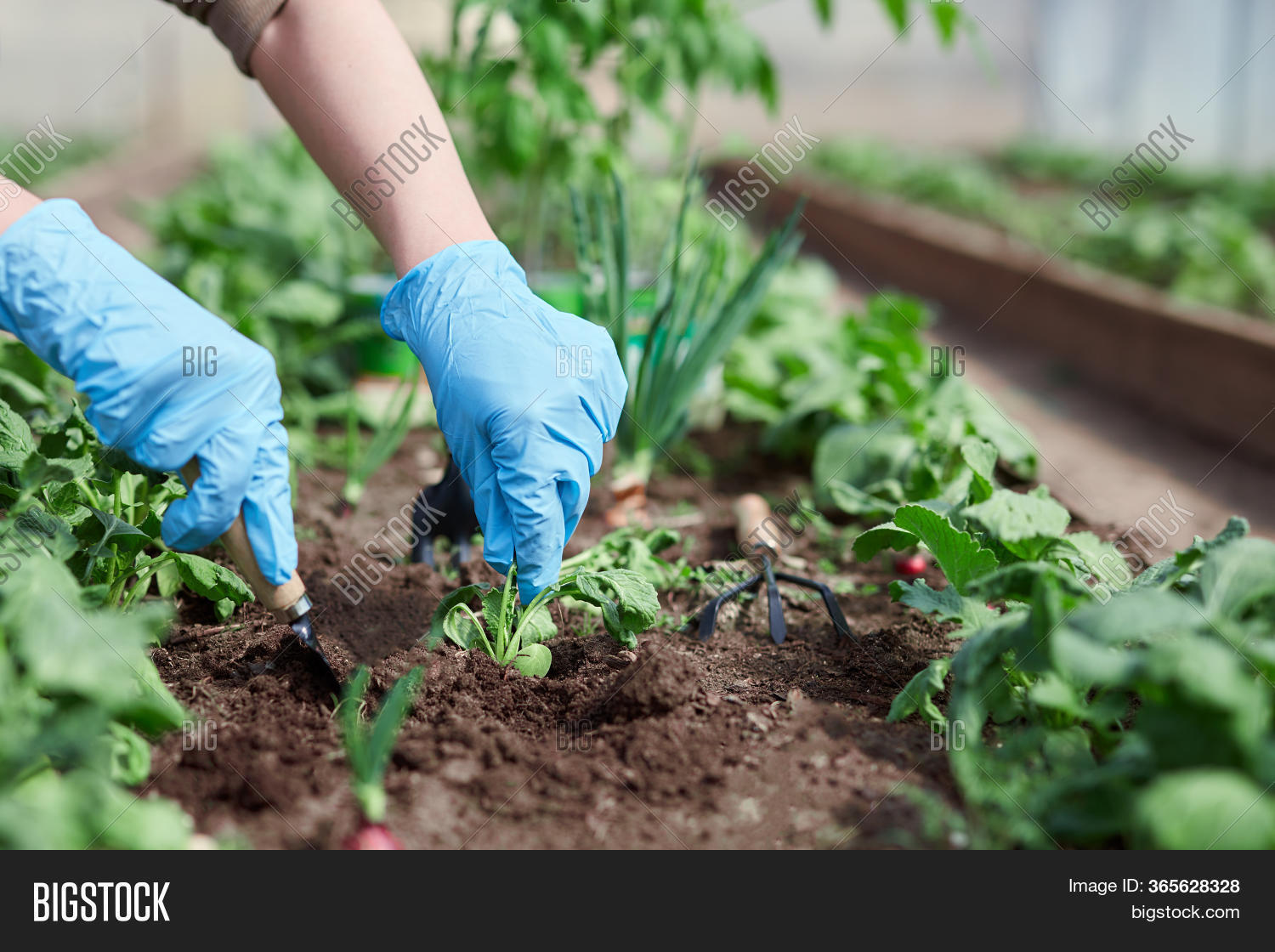 Gardeners Hands Image & Photo (Free Trial) | Bigstock