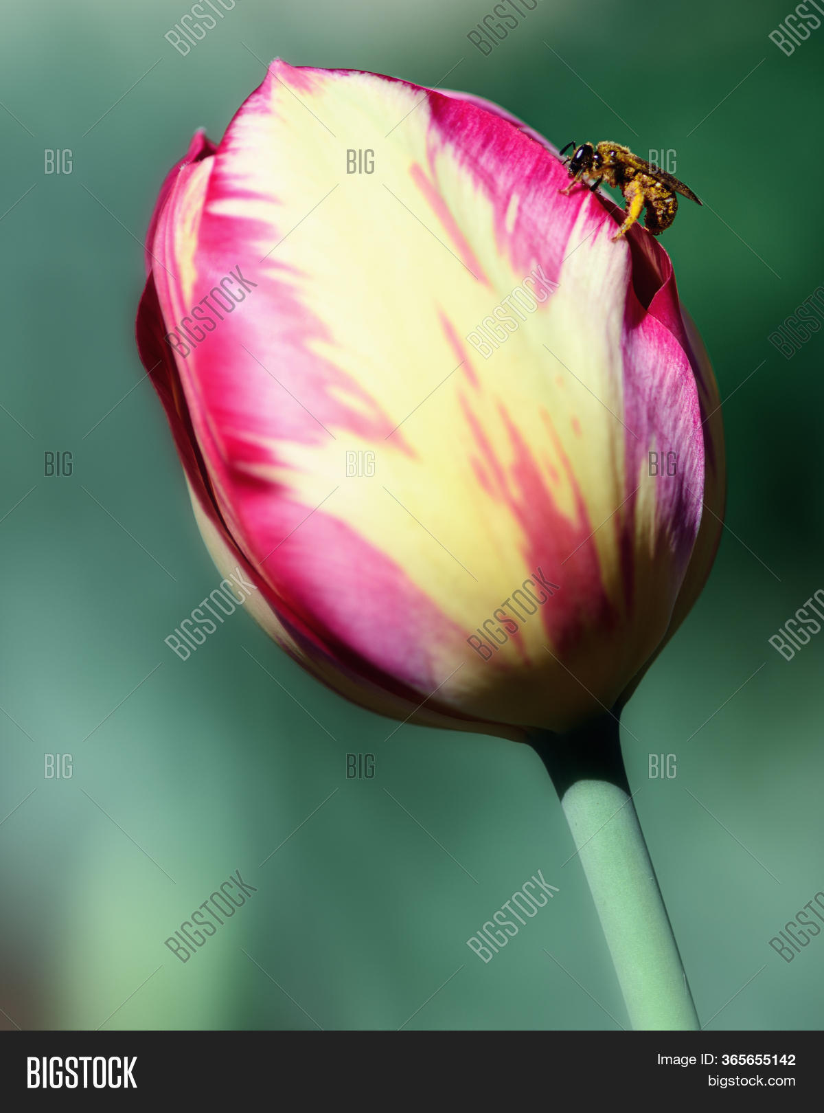 Two-color Tulip On Image & Photo (Free Trial) | Bigstock
