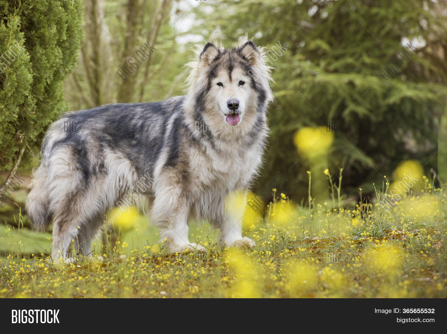 Alaskan Malamute Dog Image & Photo (Free Trial) | Bigstock