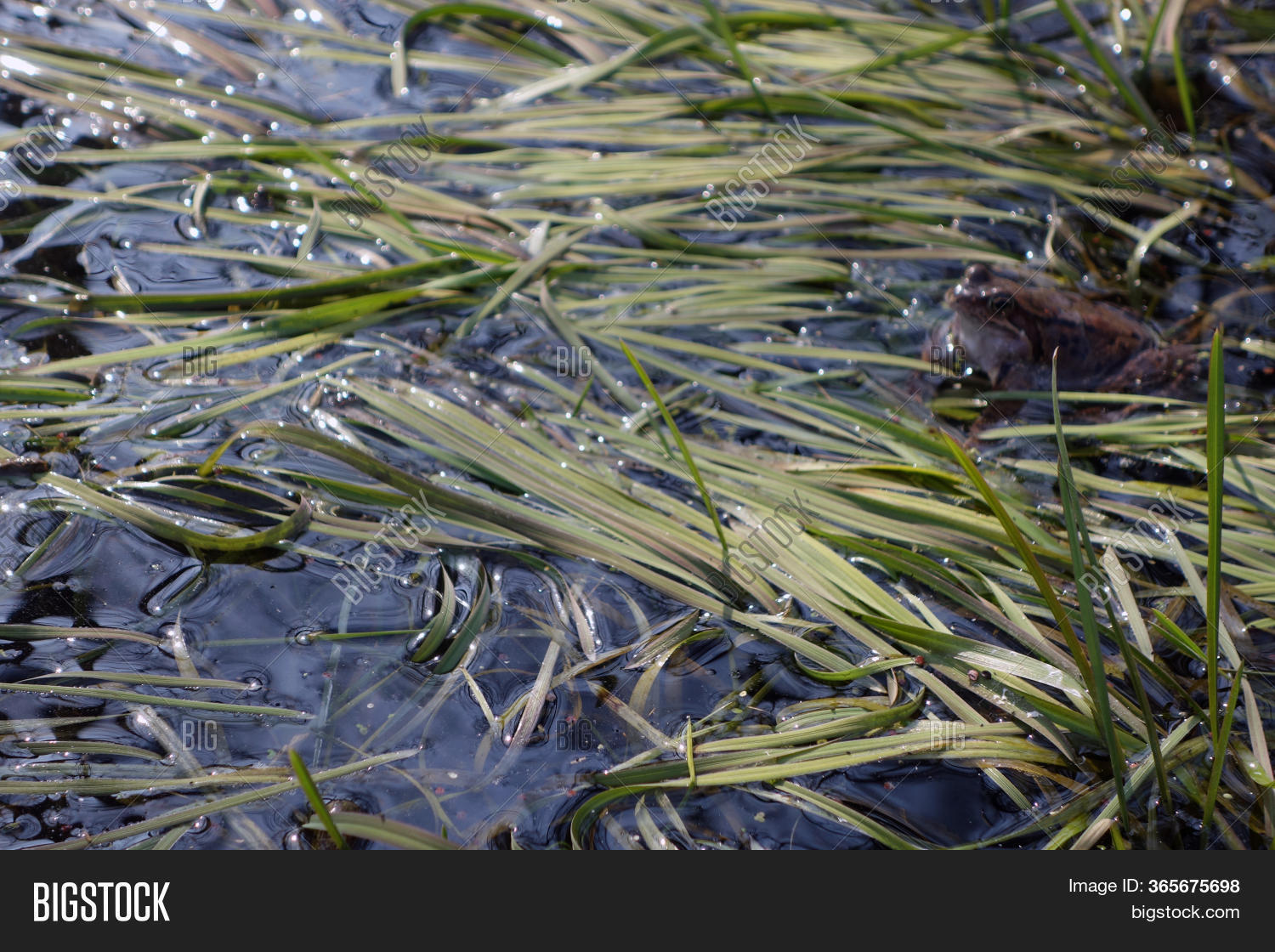 Frog Hiding Grass, Image & Photo (Free Trial) | Bigstock