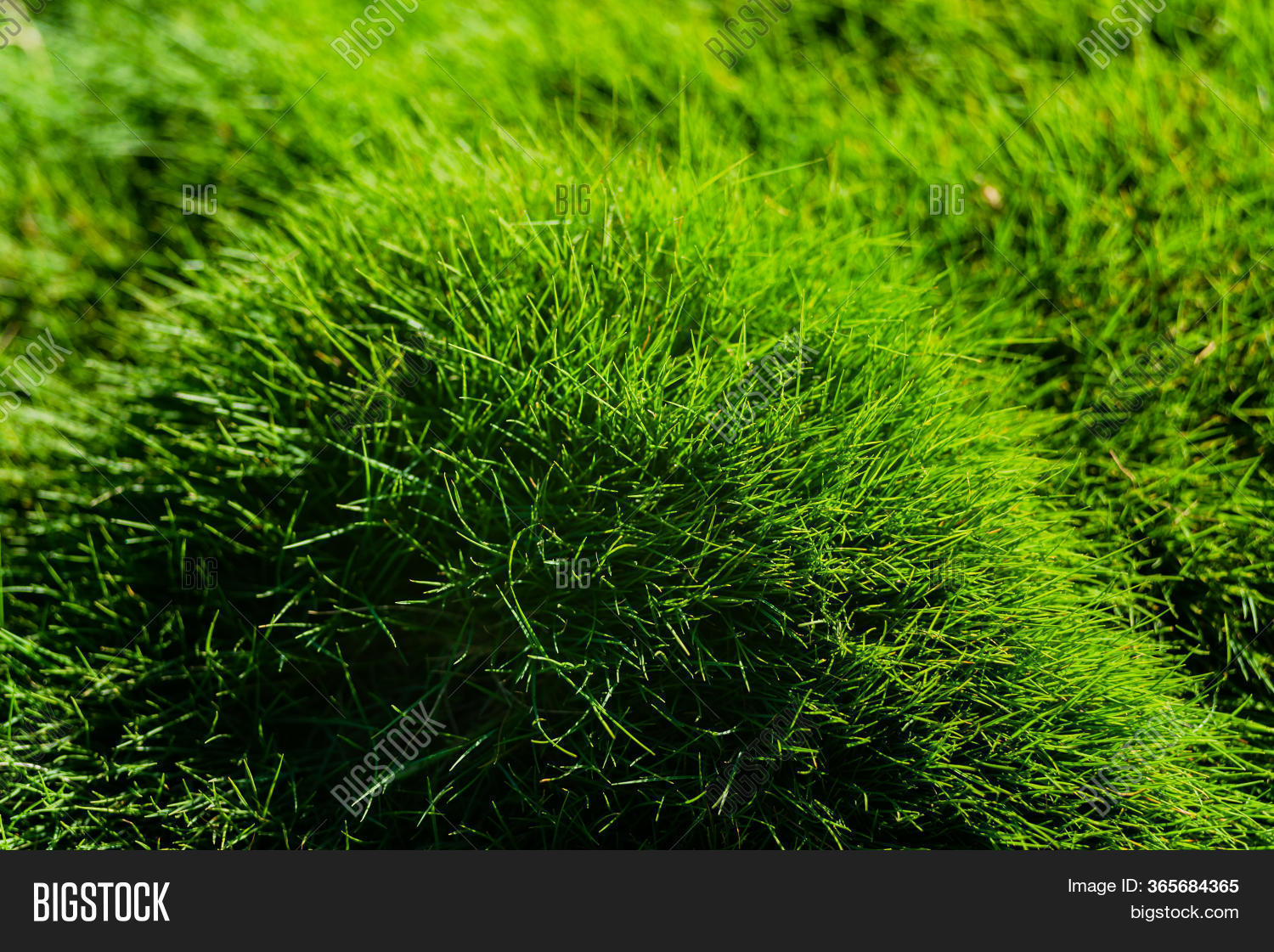 Selective Focus Image & Photo (Free Trial) | Bigstock