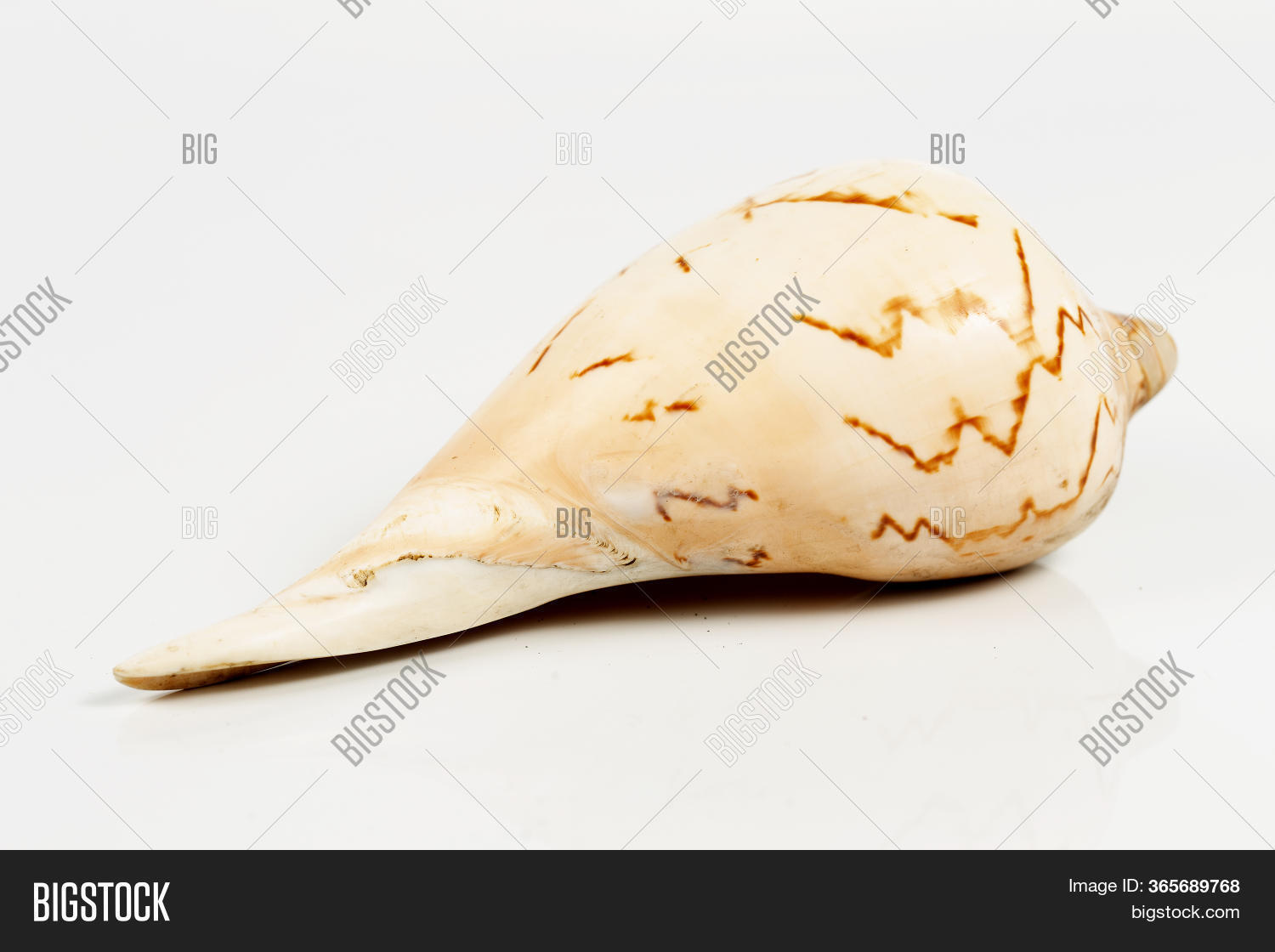 Conch Cockleshell Image & Photo (Free Trial) | Bigstock