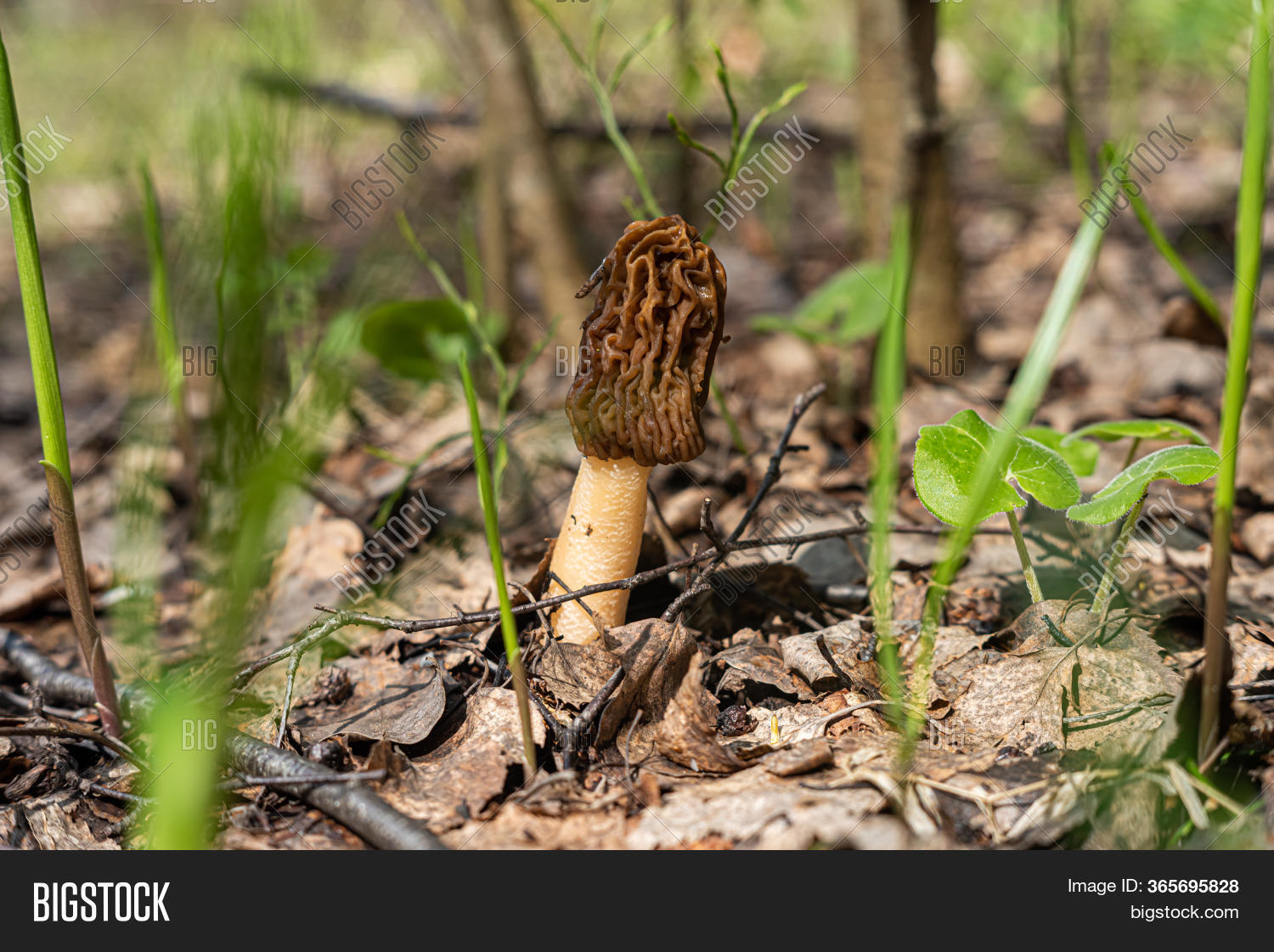 Edible Mushroom Morel Image & Photo (Free Trial) | Bigstock