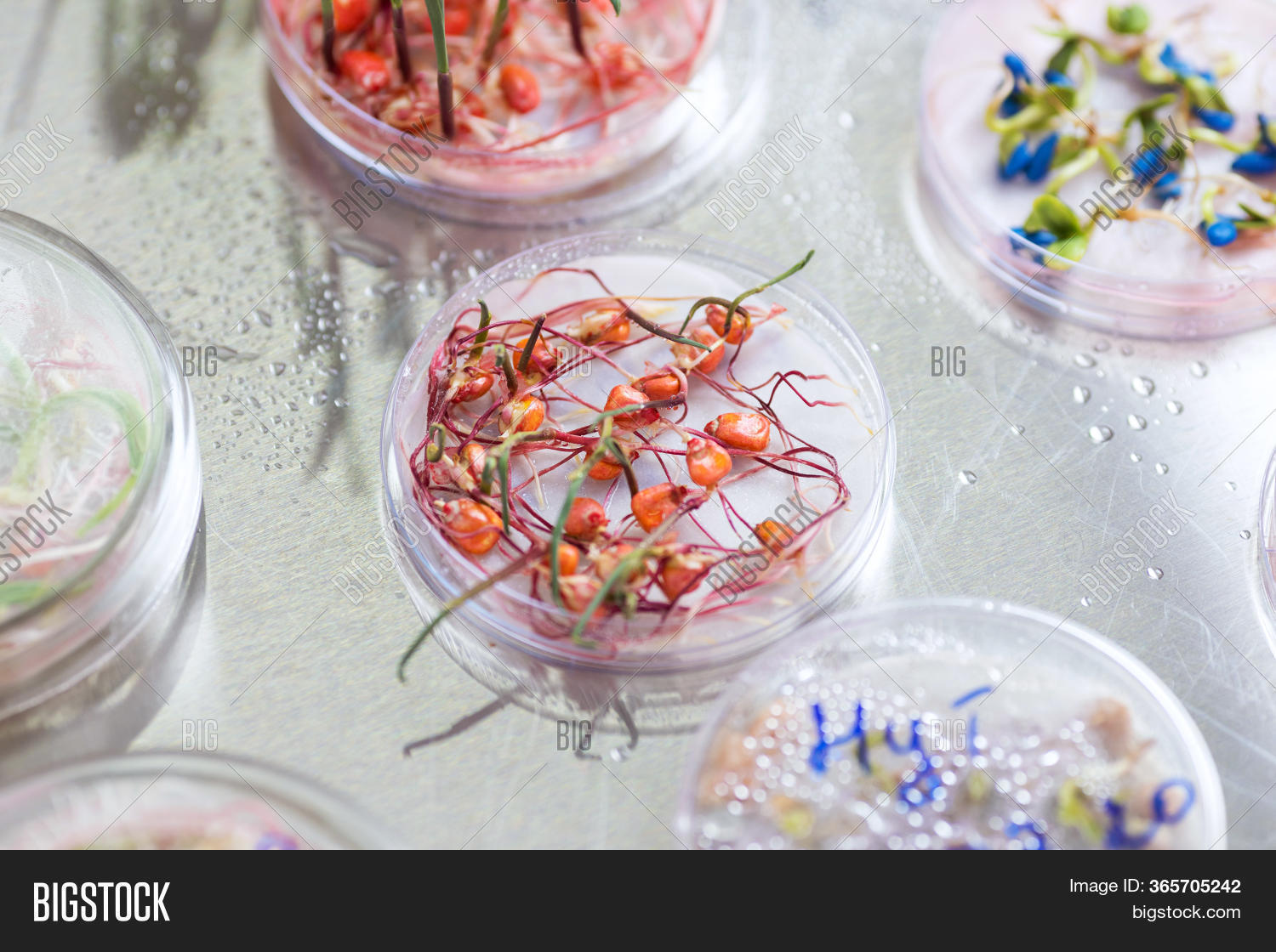 Sprouting Corn Seeds, Image & Photo (Free Trial) | Bigstock