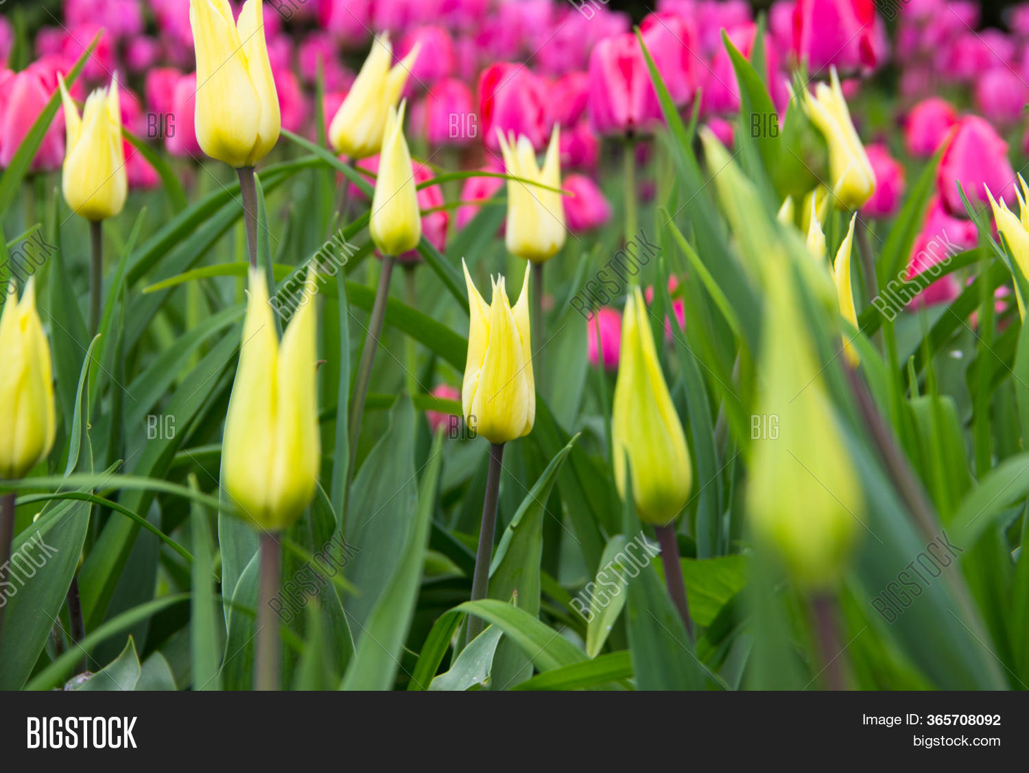 Tulips Background. Image & Photo (Free Trial) | Bigstock