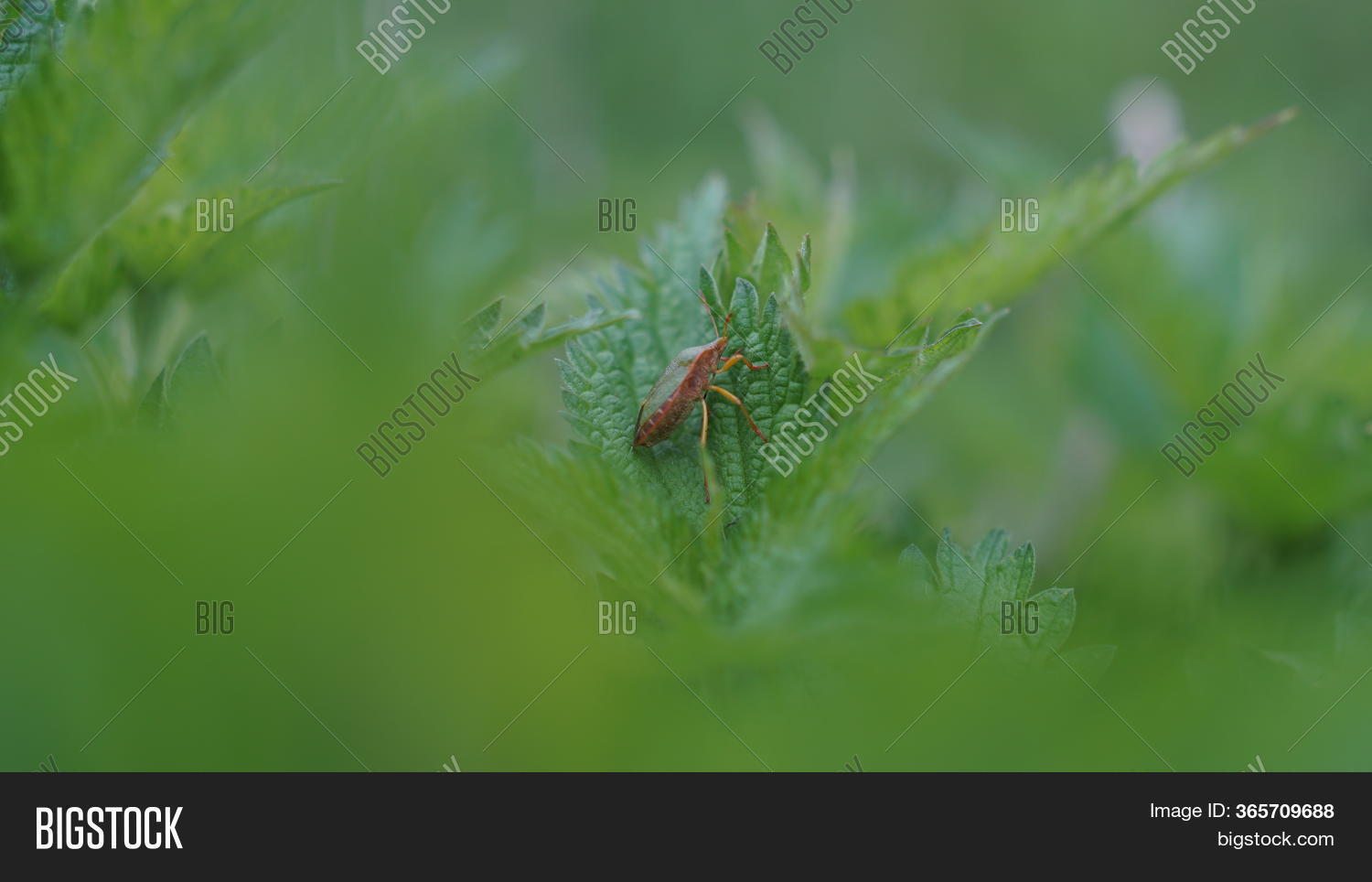 Stinky On Leaf, Green Image & Photo (Free Trial) | Bigstock
