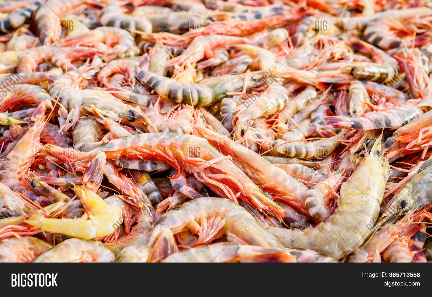 Fresh Shrimp Harvest Image & Photo (Free Trial) | Bigstock