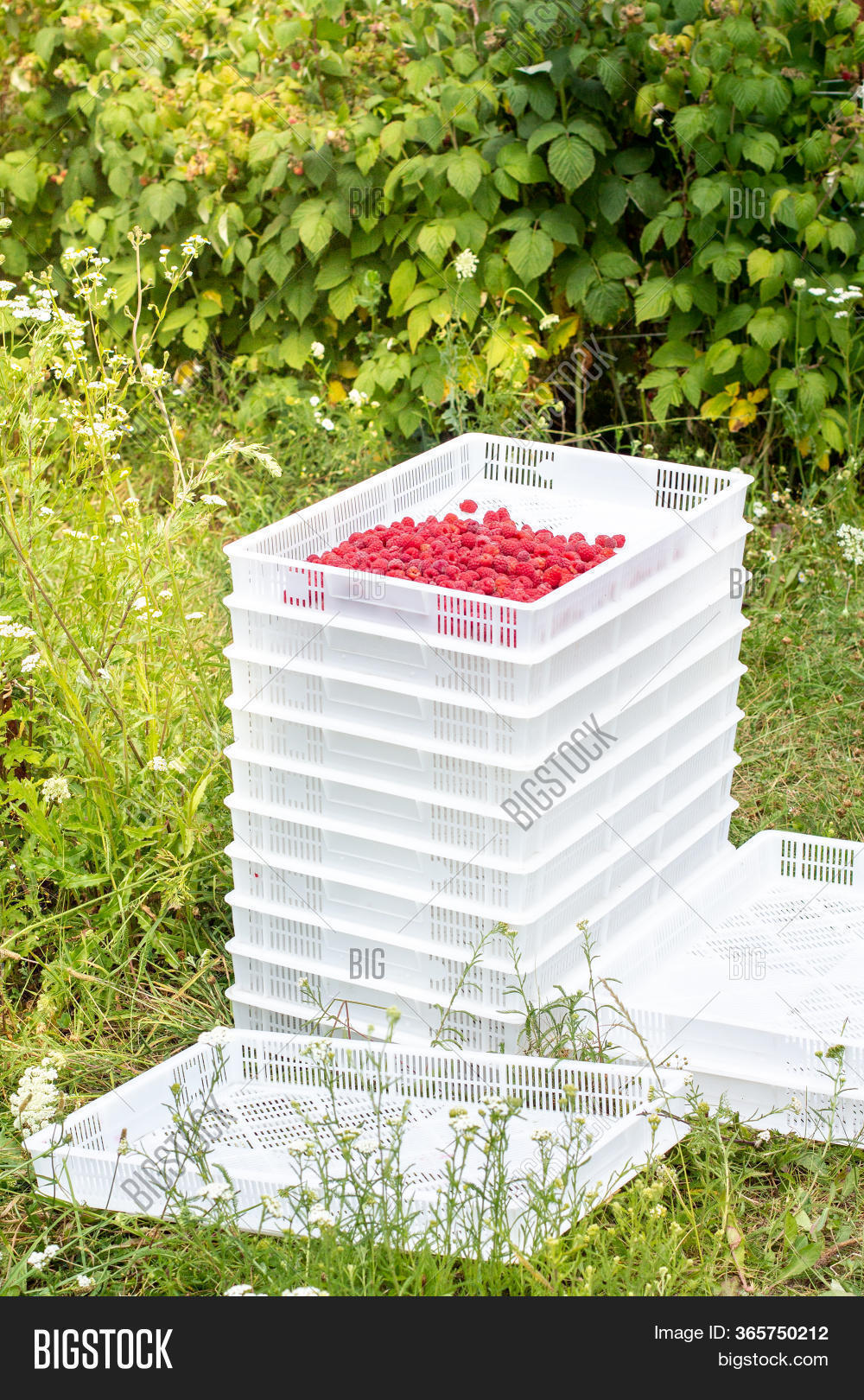 Plastic White Boxes Image & Photo (Free Trial) | Bigstock